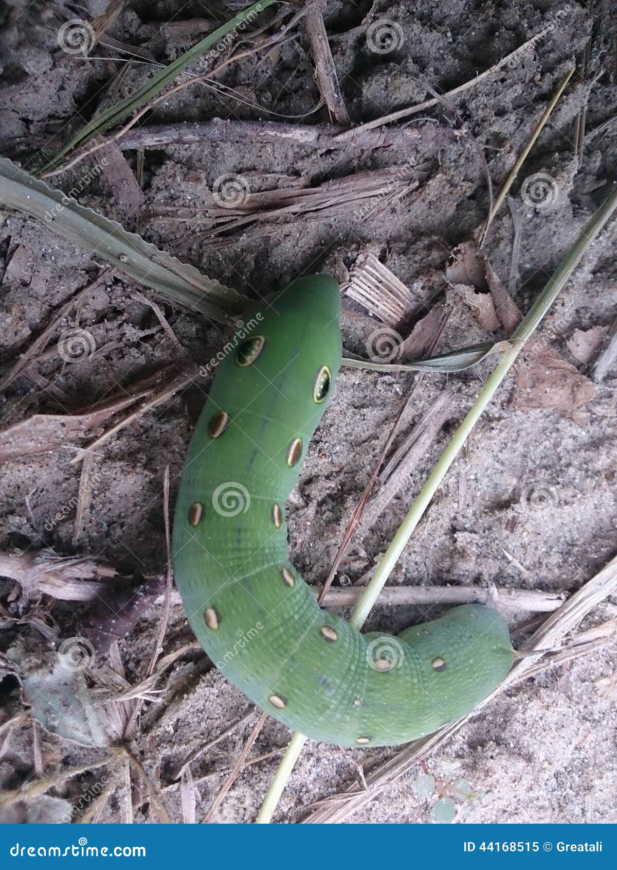 Groen Kruipend ongedierte! stock afbeelding. Image of mooi - 44168515