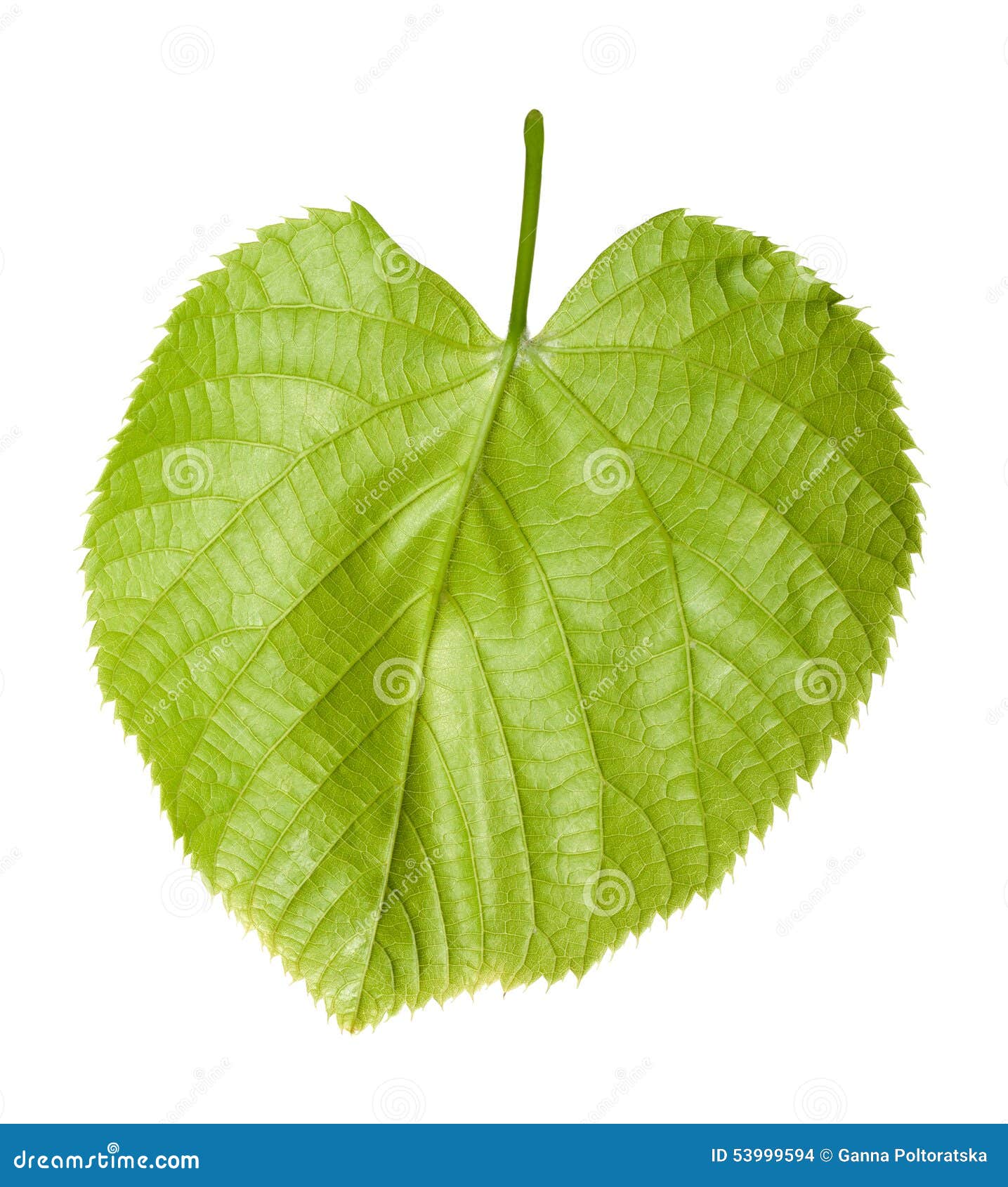 Groen linde-boom blad stock foto. Image of nave, gebladerte - 53999594