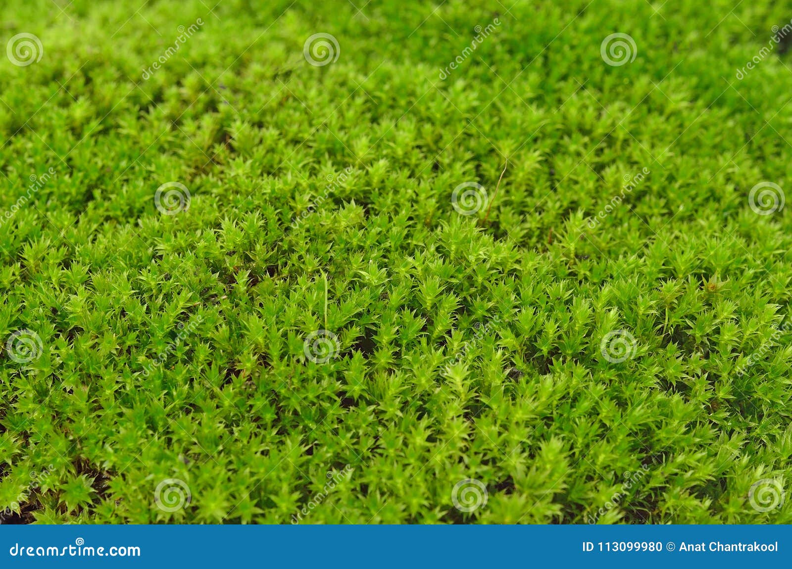 Groen Mos stock foto. Image of uitgelijnd, park, macro - 113099980