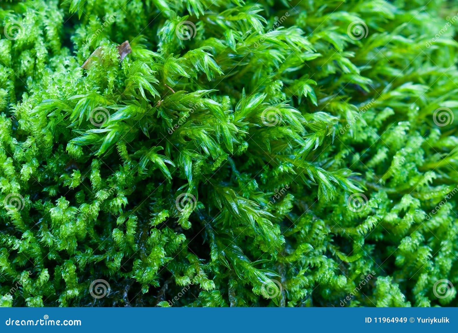 Groen mos stock afbeelding. Image of sluit, textuur, botanisch - 11964949