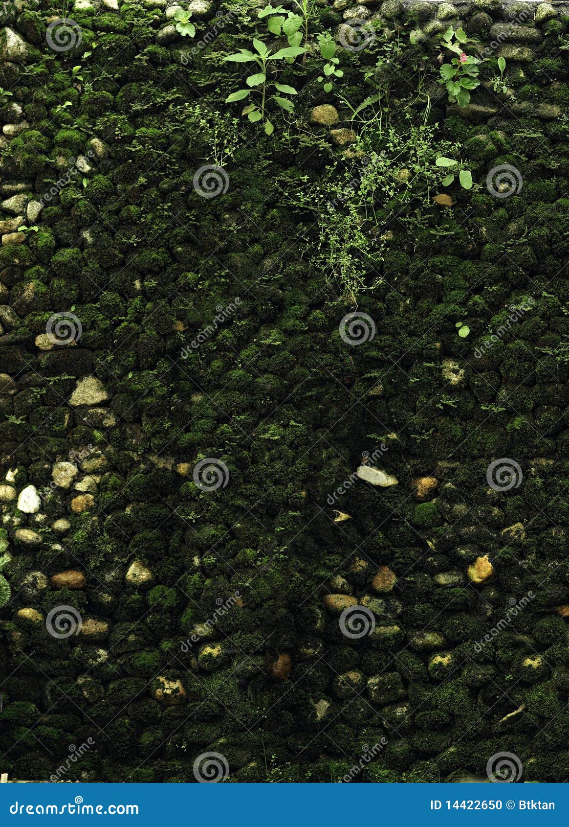 Groen mos stock foto. Image of muur, uitgelijnd, tuin - 14422650