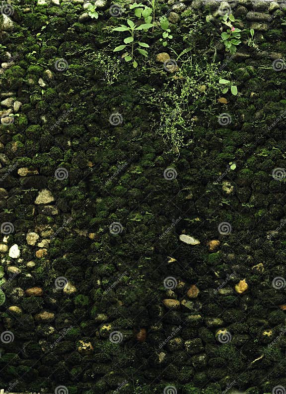 Groen mos stock foto. Image of muur, uitgelijnd, tuin - 14422650