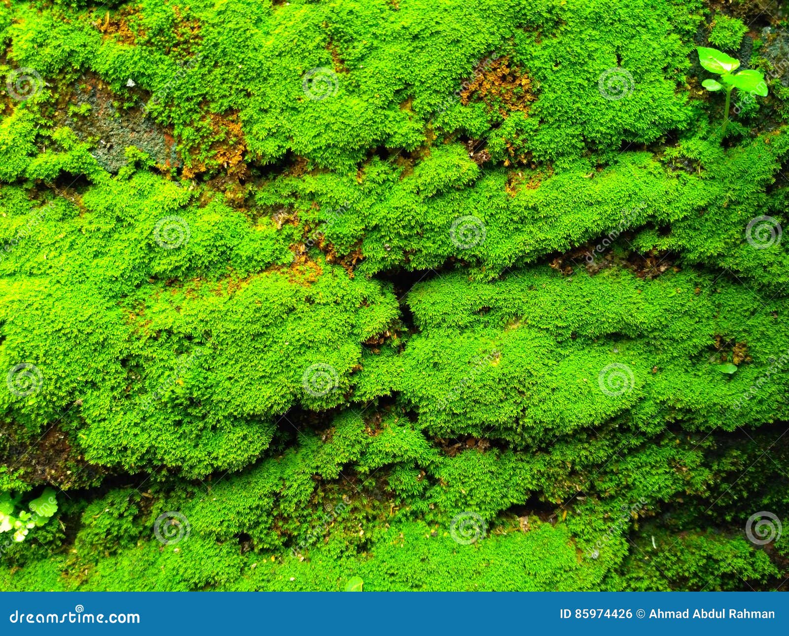 Groen mos stock foto. Image of versheid, geweven, textuur - 85974426