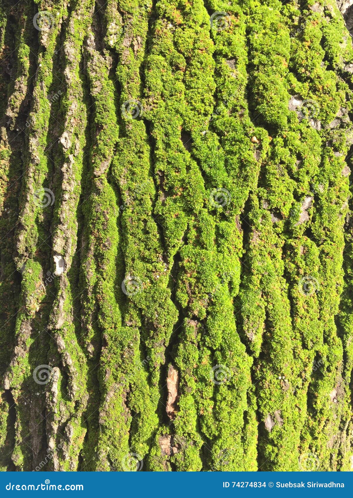 Groen mos op boom stock foto. Image of park, milieu, oppervlakte - 74274834