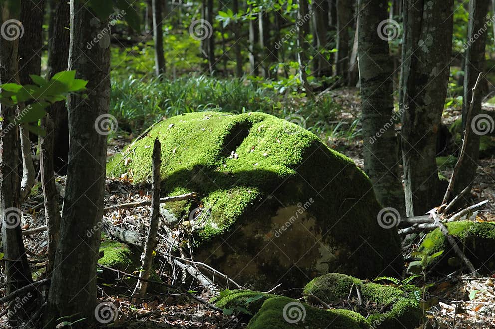 Groen Mos Op De Grote Rots. Stock Afbeelding - Image of korstmos ...