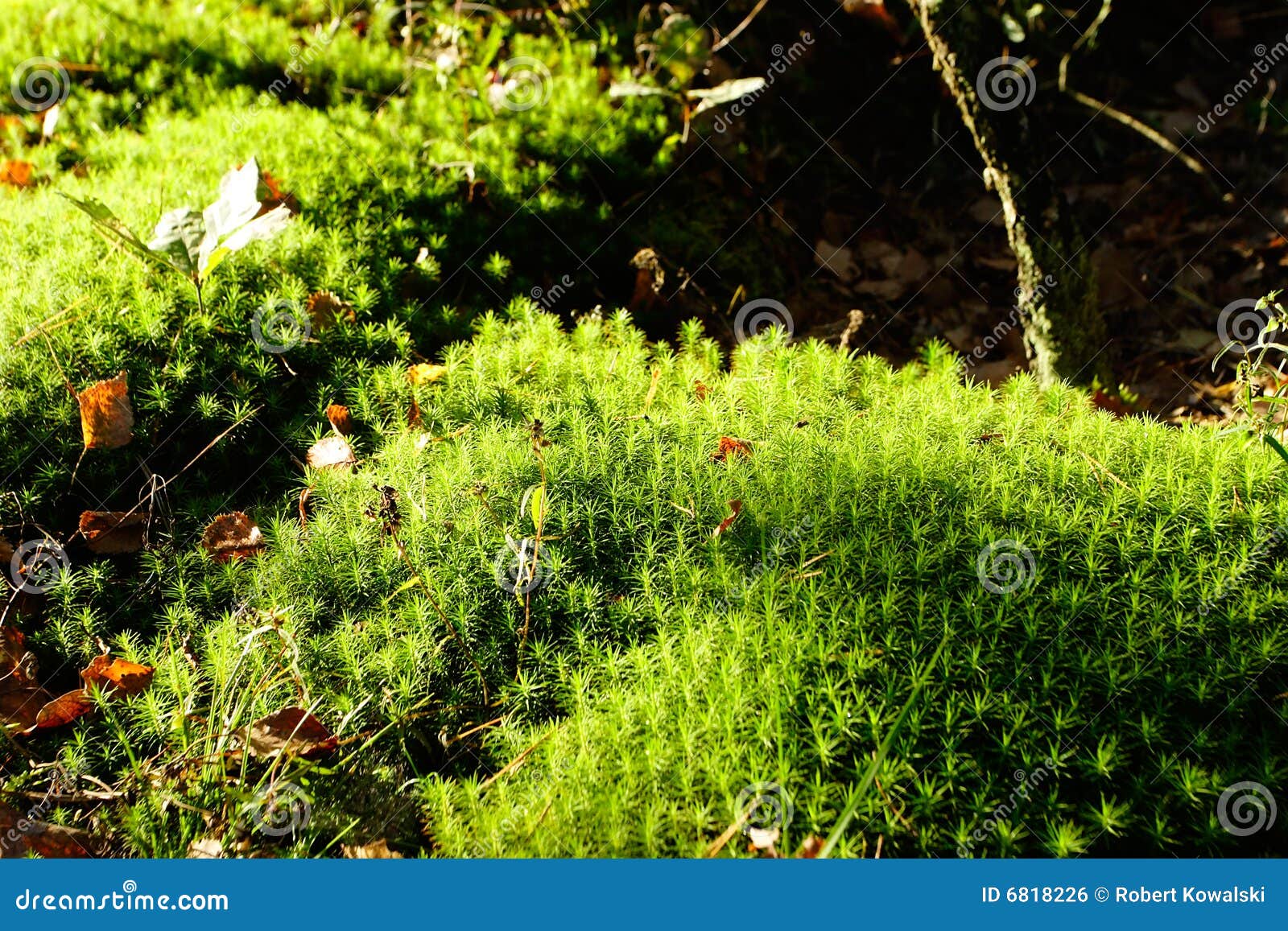 Groen mos in zon in bos stock foto. Image of kleuren, achtergrond - 6818226