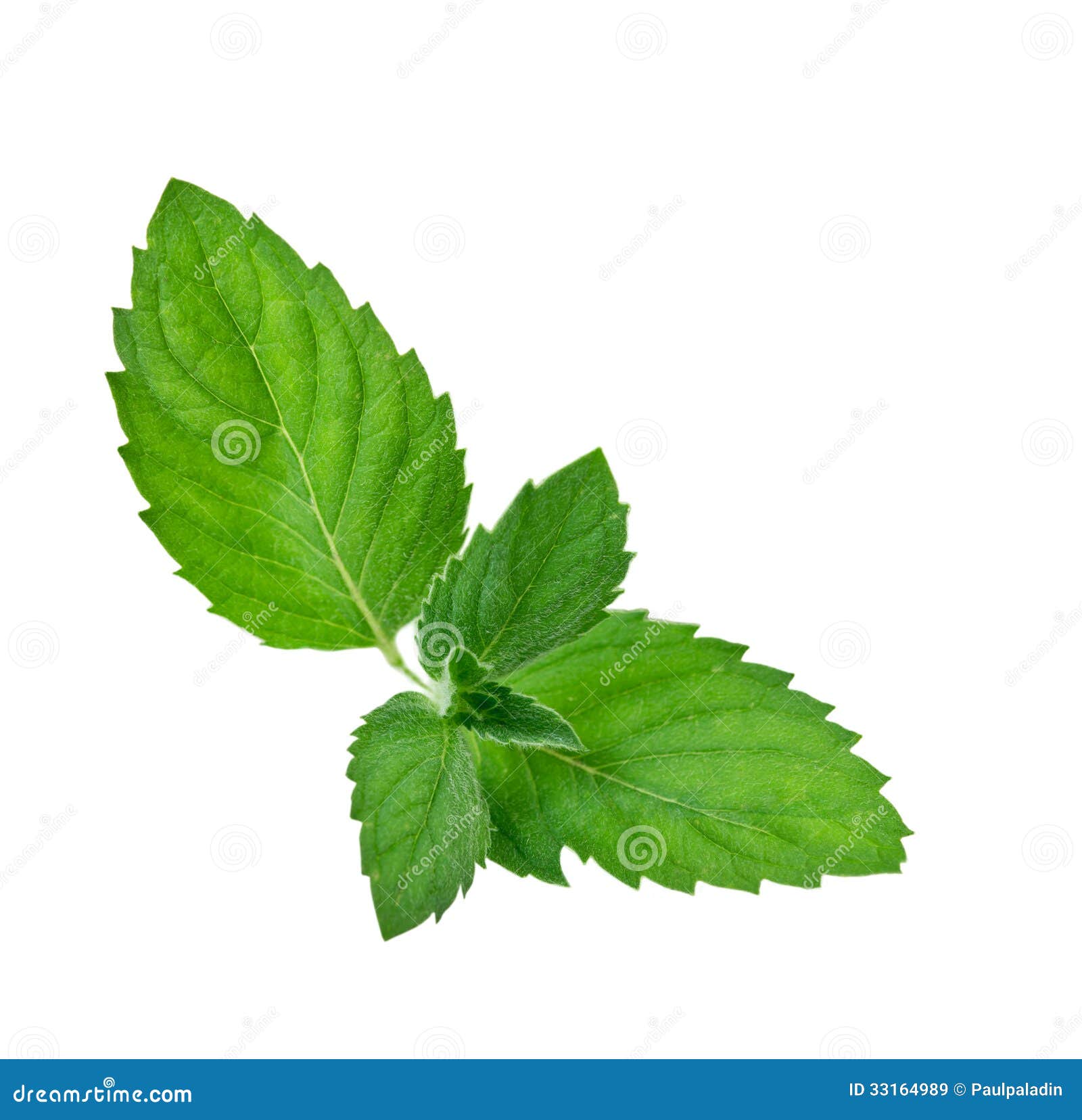Groen muntblad stock afbeelding. Image of munt, groen - 33164989
