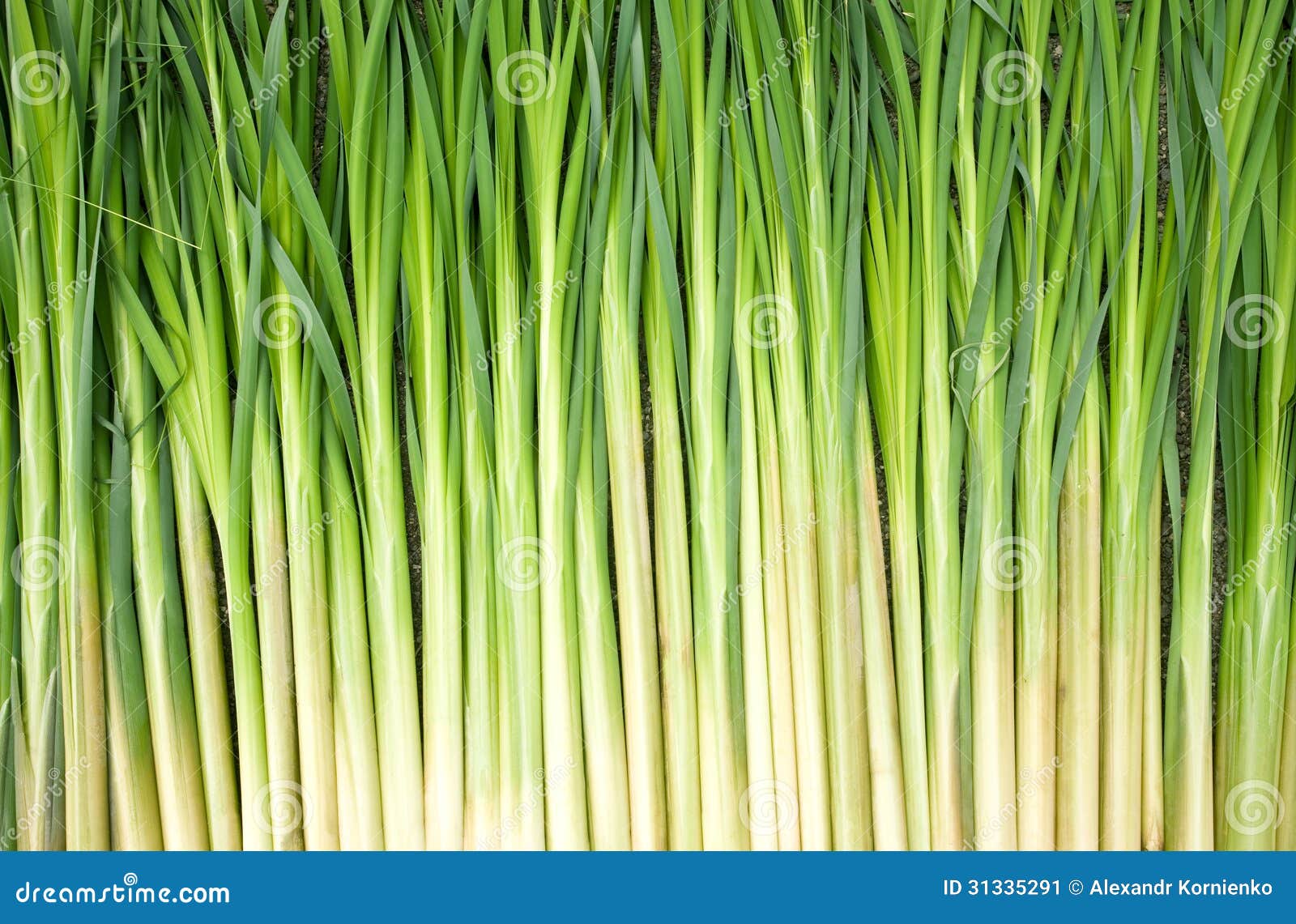 Groen riet stock afbeelding. Image of banier, nave, regelmatig - 31335291