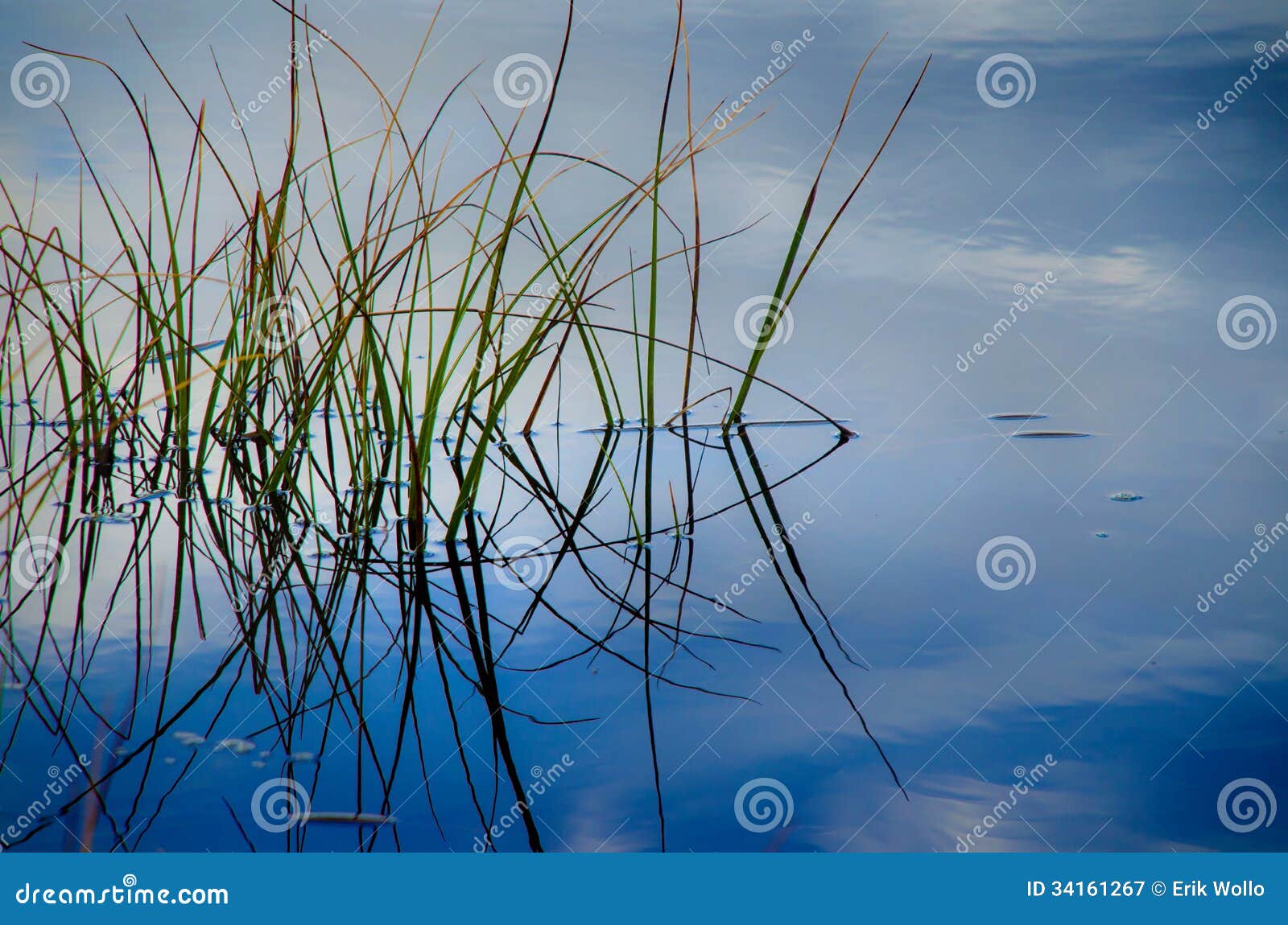 Groen riet in blauw water stock afbeelding. Image of installatie - 34161267