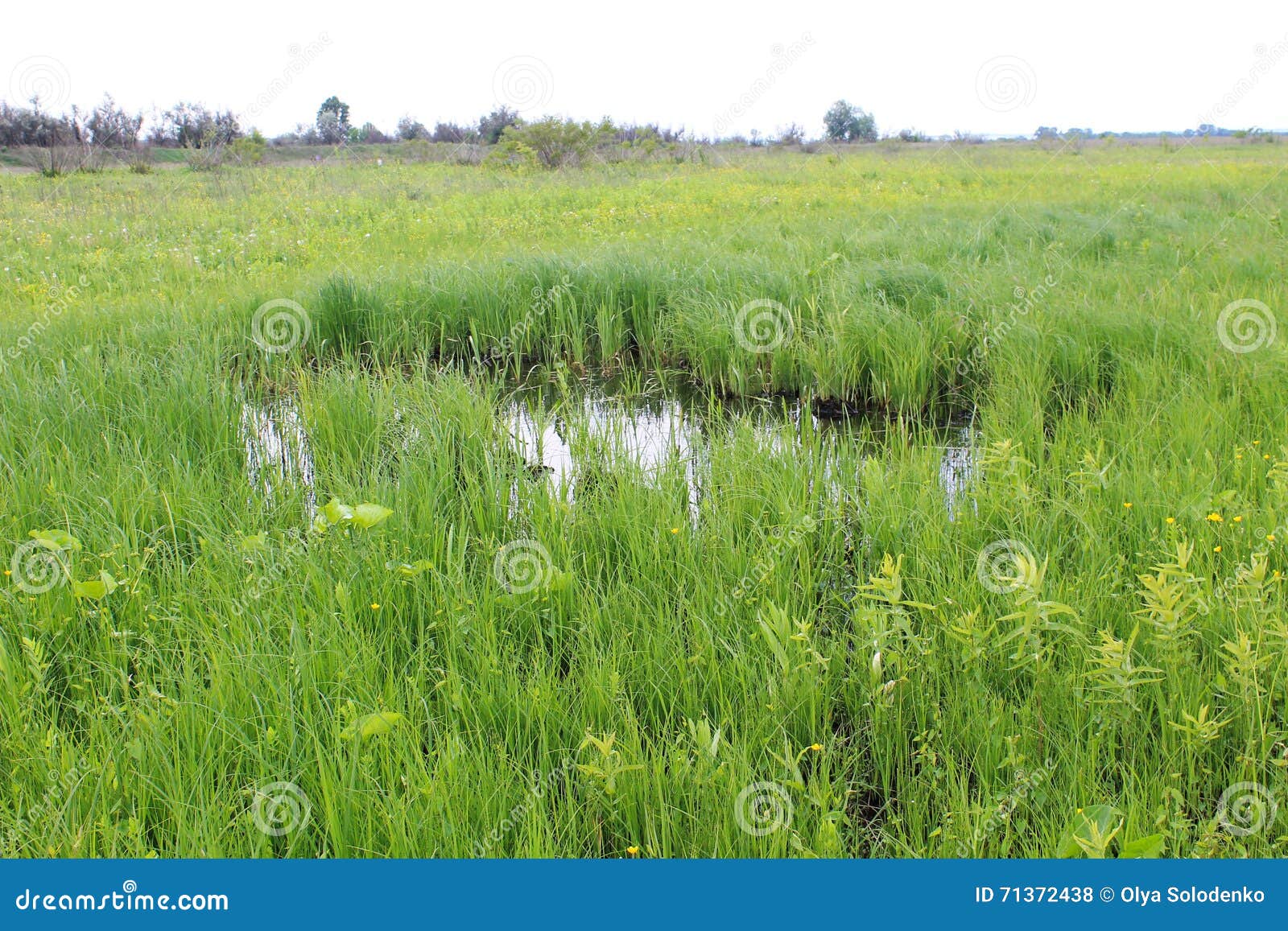 Groen riet in moeras stock foto. Image of moeras, groen - 71372438