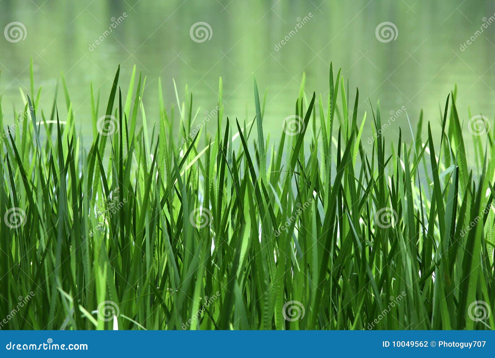 Groen Riet op een Meer stock foto. Image of bloem, macro - 10049562