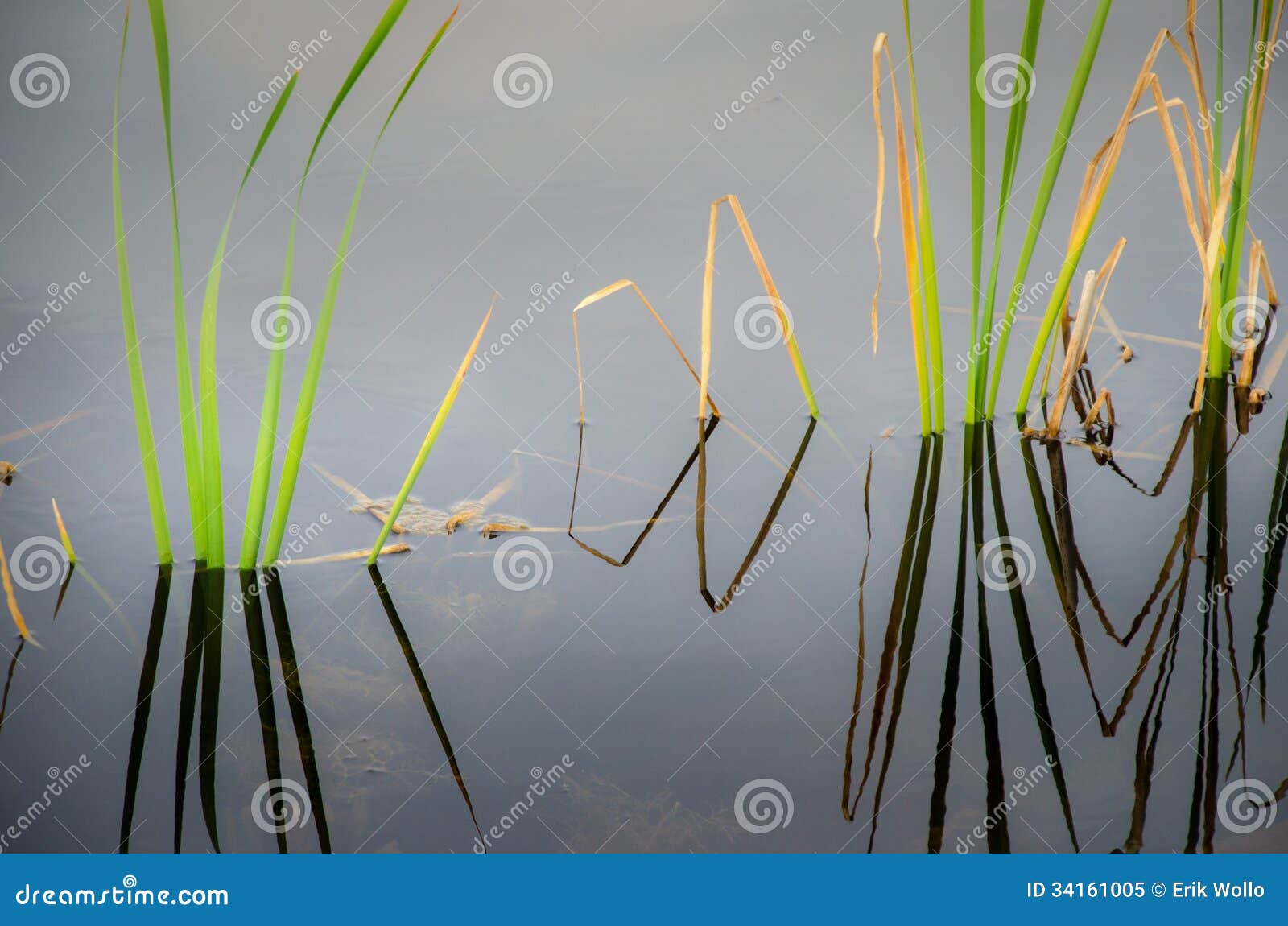 Groen riet in stil water stock afbeelding. Image of milieu - 34161005