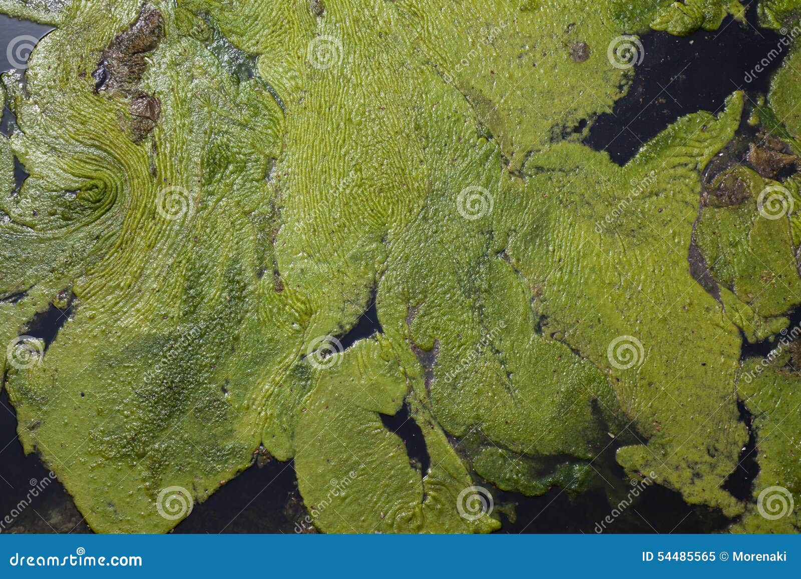 Groen Slijm Als Achtergrond Stock Afbeelding - Image of slijm, lucht ...