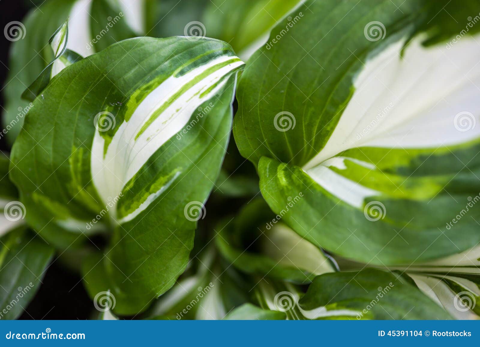 Groen-witte Bladeren Van Hosta Stock Foto - Image of macro, lelie: 45391104