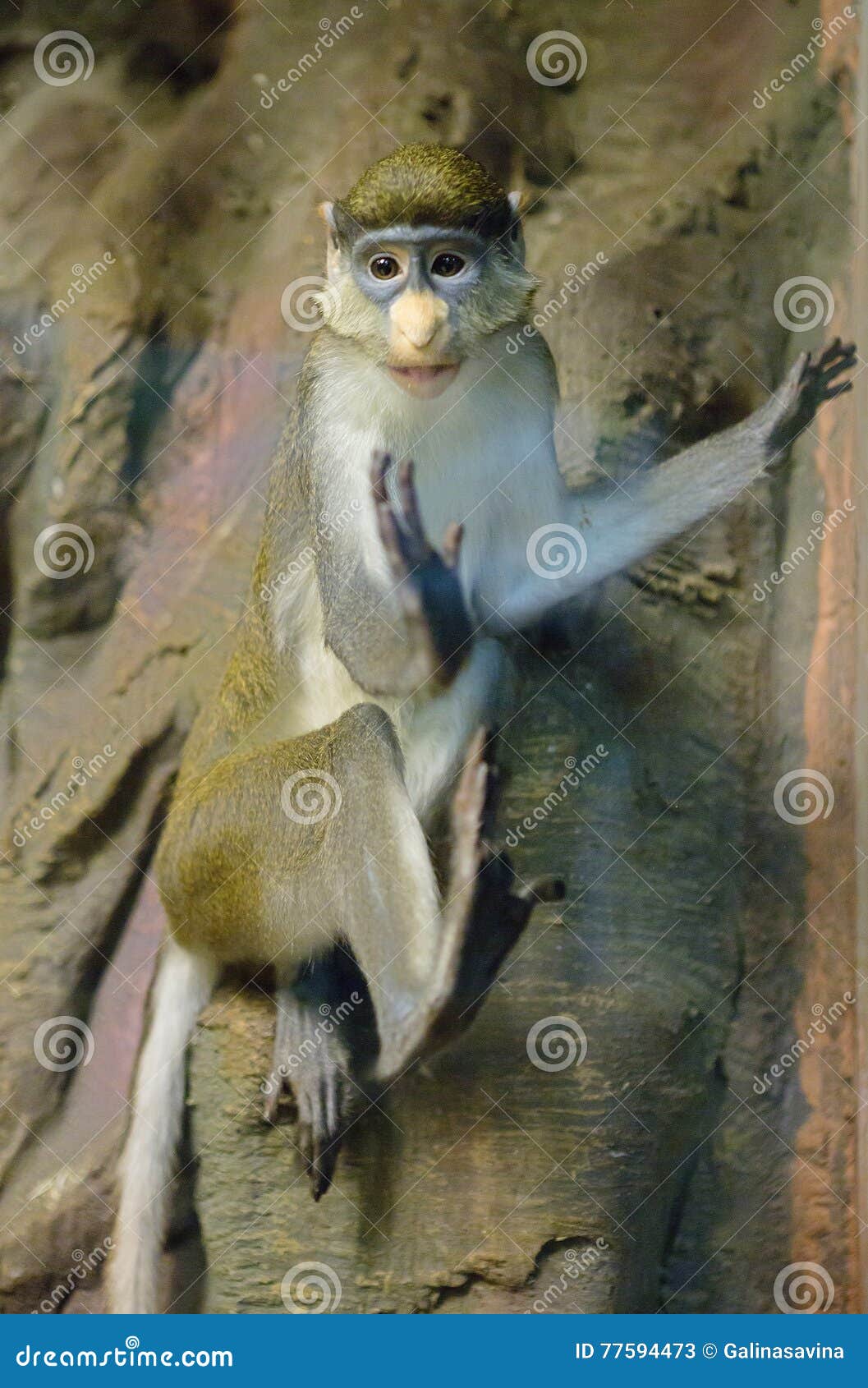 Groene aap met witte neus stock afbeelding. Image of groen - 77594473