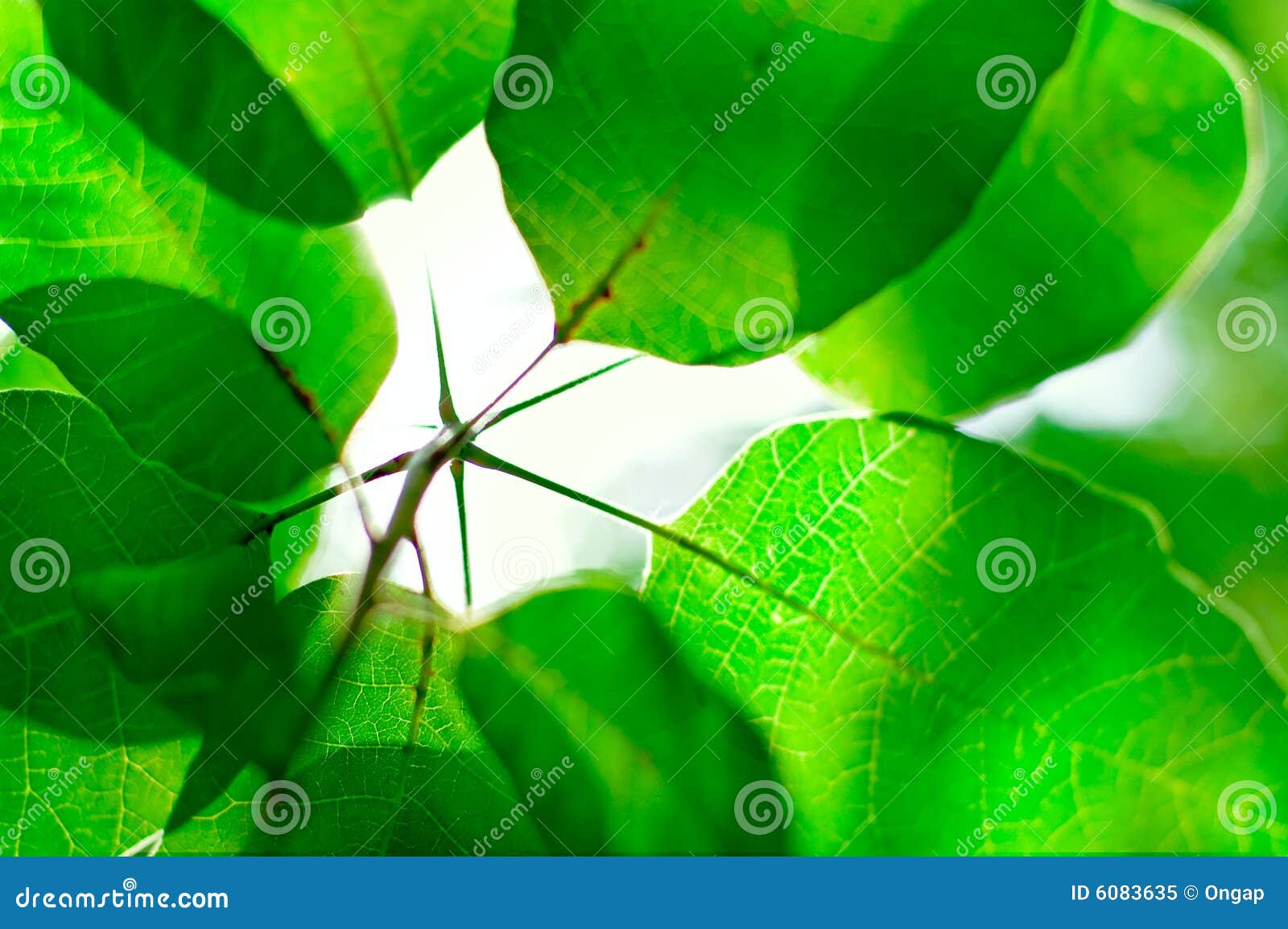 Groene achtergrond stock afbeelding. Image of sluit, breekbaarheid ...