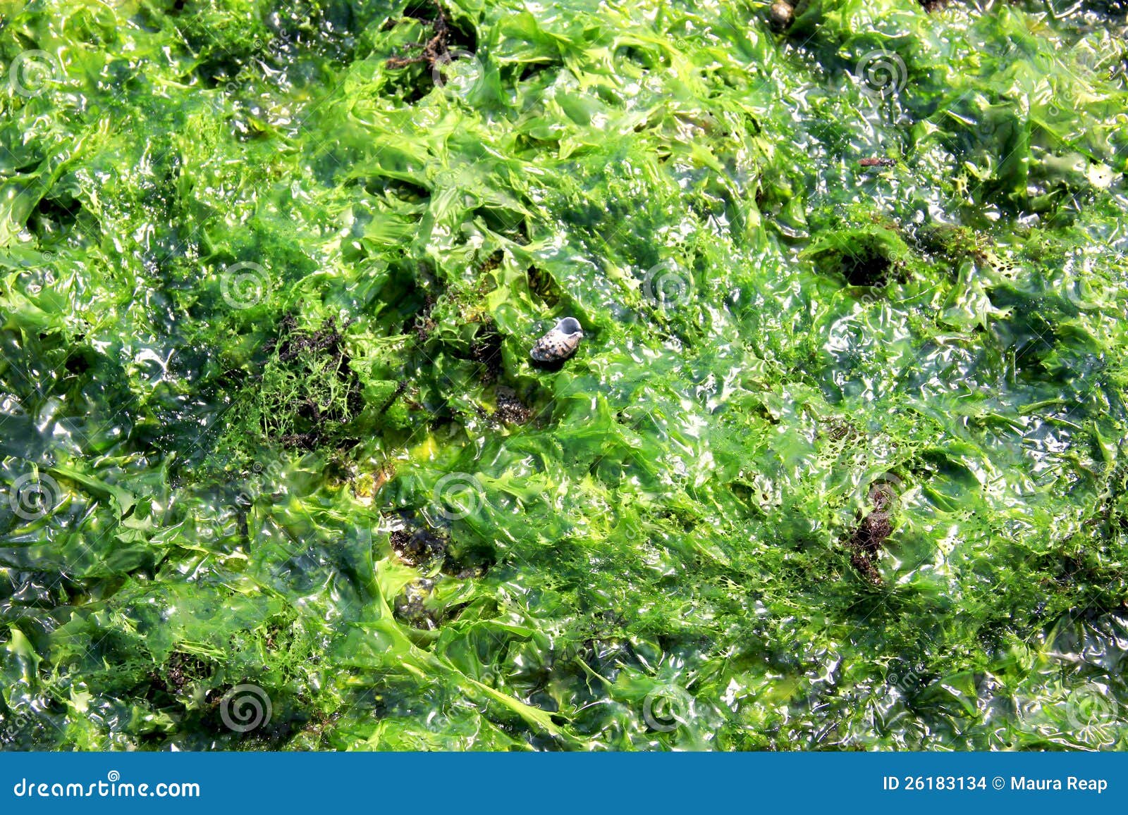 Groene algen stock foto. Image of fotosynthese, product - 26183134