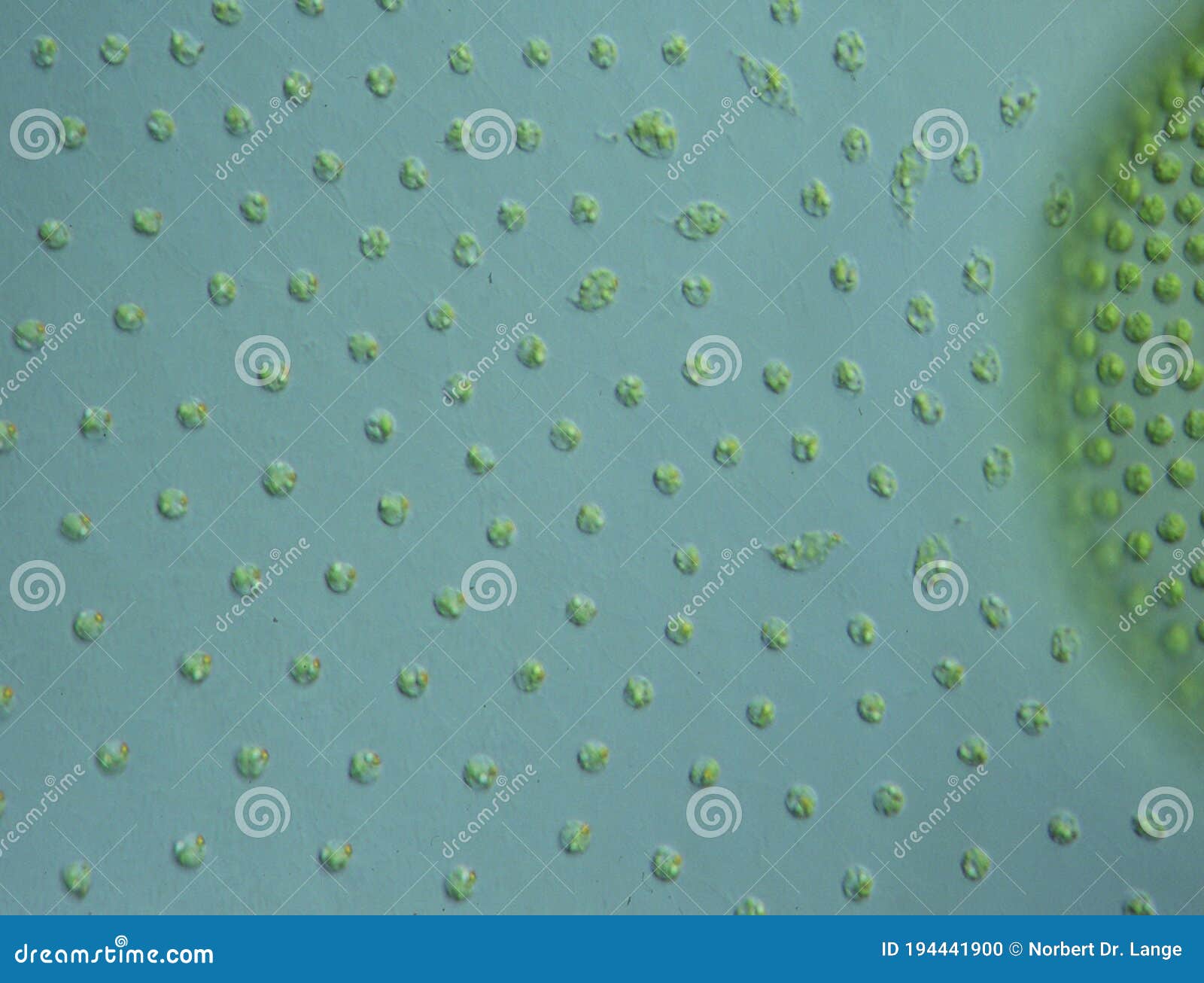 Groene Algen in Druppels Water Stock Foto - Image of microscopie ...