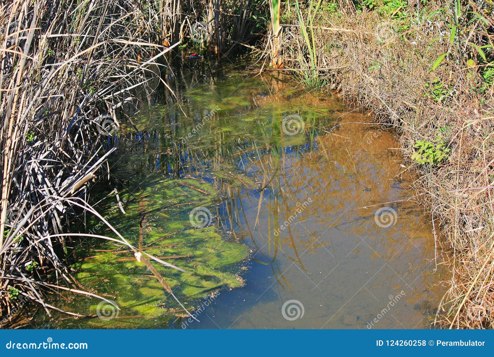 GROENE ALGEN in EEN SLOOT MET WATER Stock Foto - Image of ochtend ...