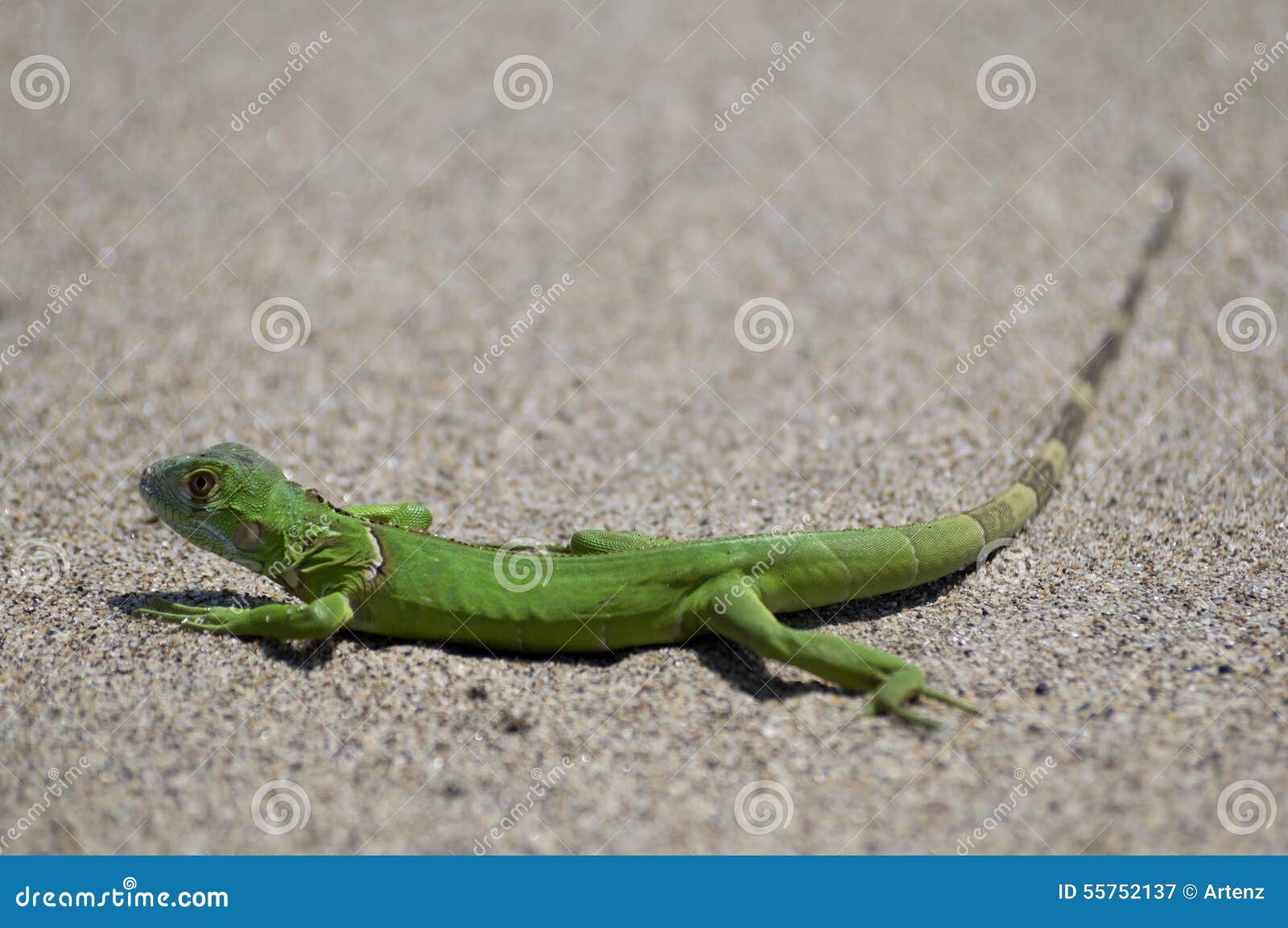 Groene Amfibie stock afbeelding. Image of schaal, griezelig - 55752137