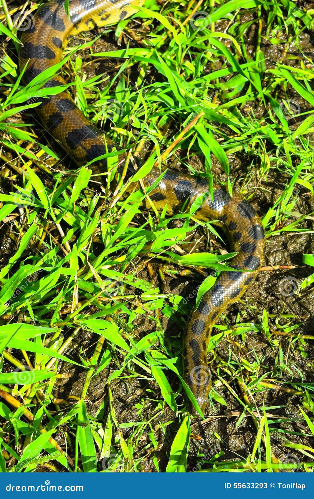 Groene Anaconda (Eunectes-murinus) Stock Afbeelding - Image of ...