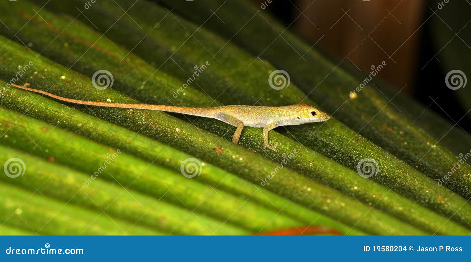 Groene Anole (carolinensis Anolis) Stock Foto - Image of reptielen ...