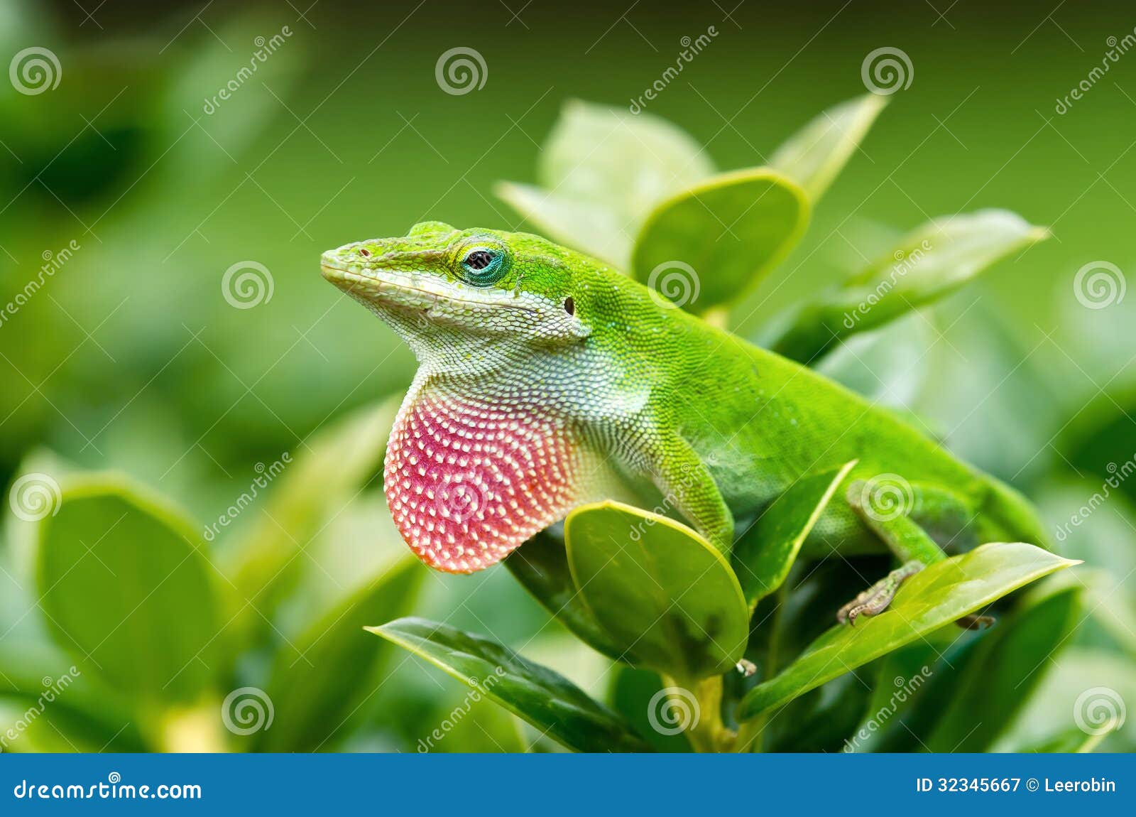 Groene Anole-hagedis (Anolis-carolinensis) Stock Afbeelding - Image of ...