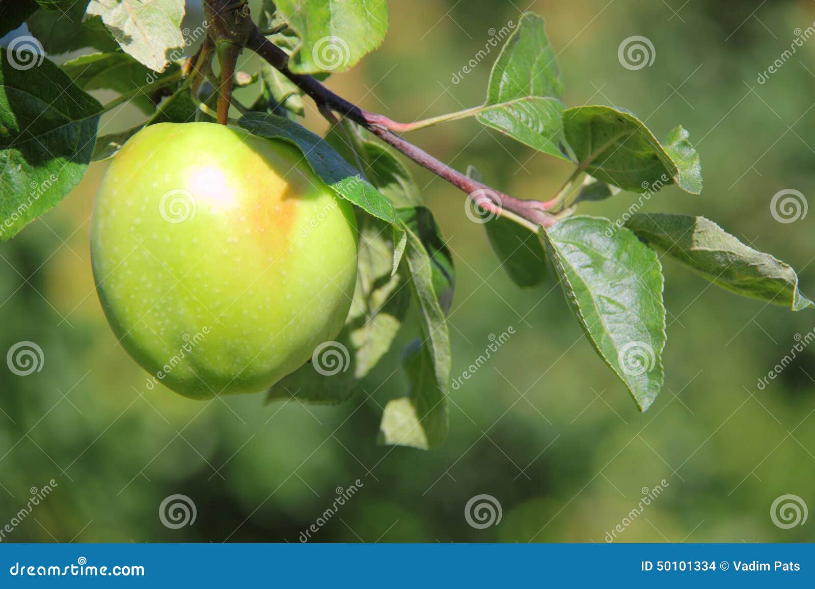 Groene appel stock foto. Image of oogst, enkelvoudig - 50101334