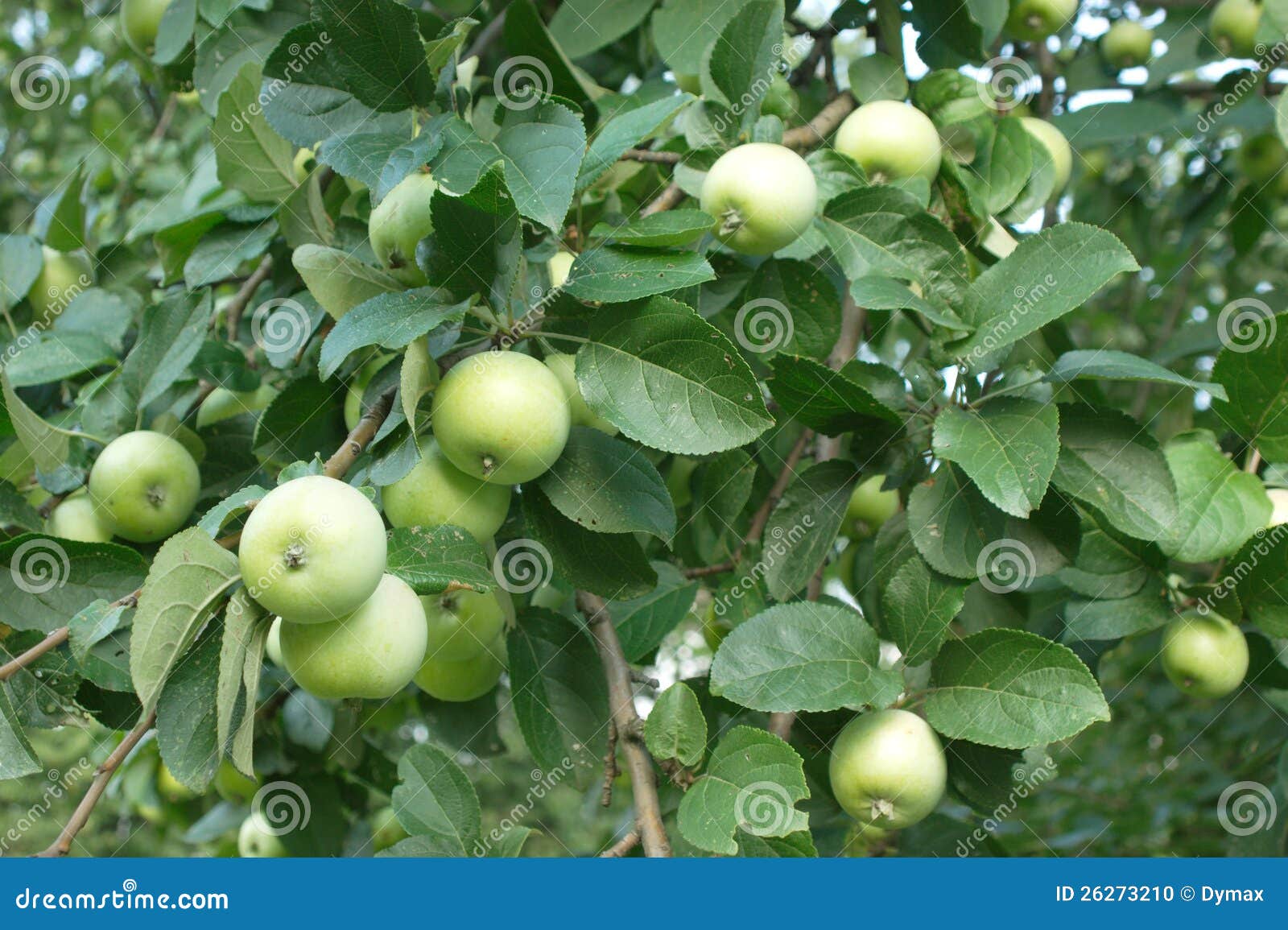 Groene Appelen Op Appel-boom Close-up Stock Foto - Image of tuin, velen ...