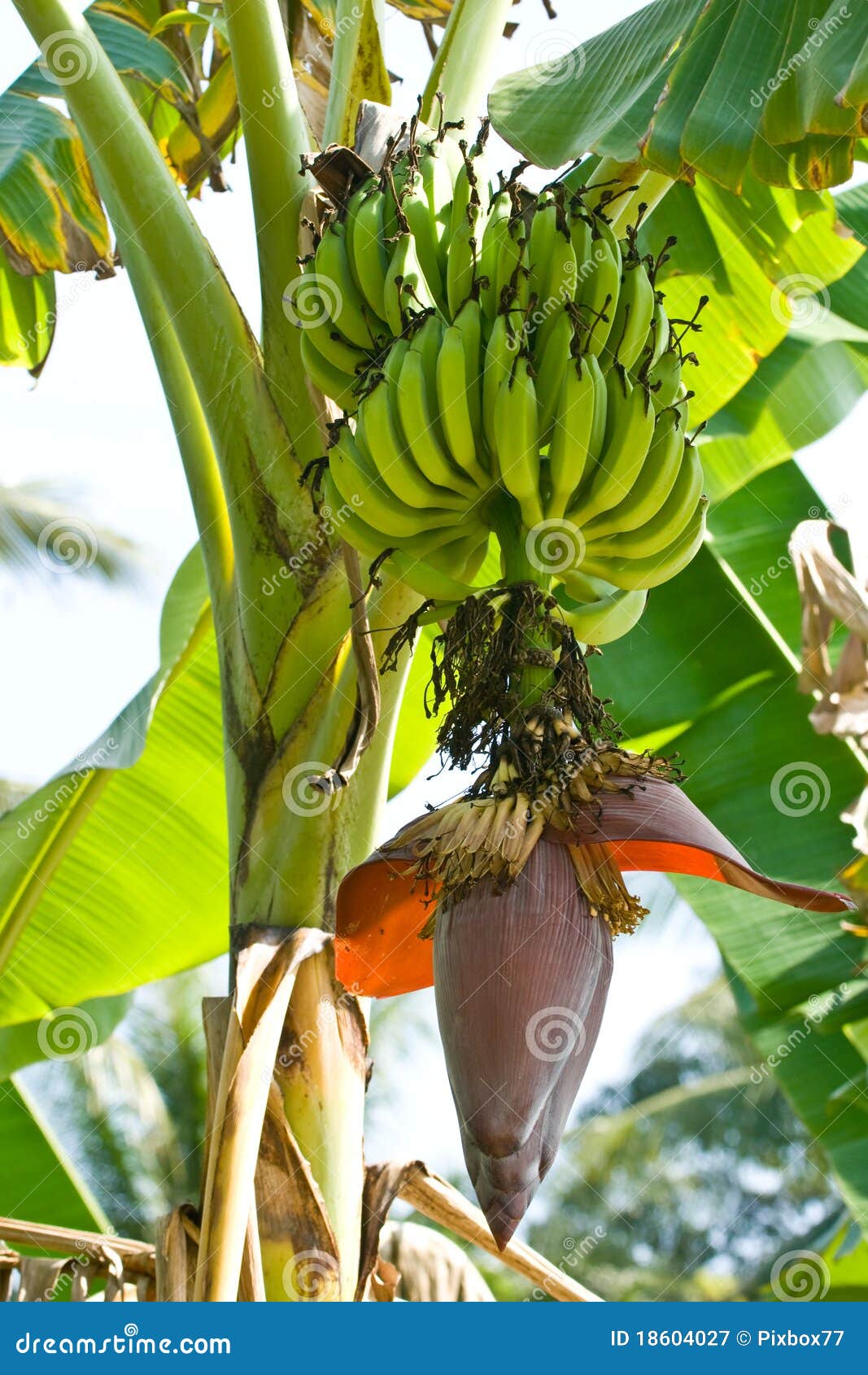 Groene Banaan Met Banaanbloesem Stock Afbeelding - Image of rood ...
