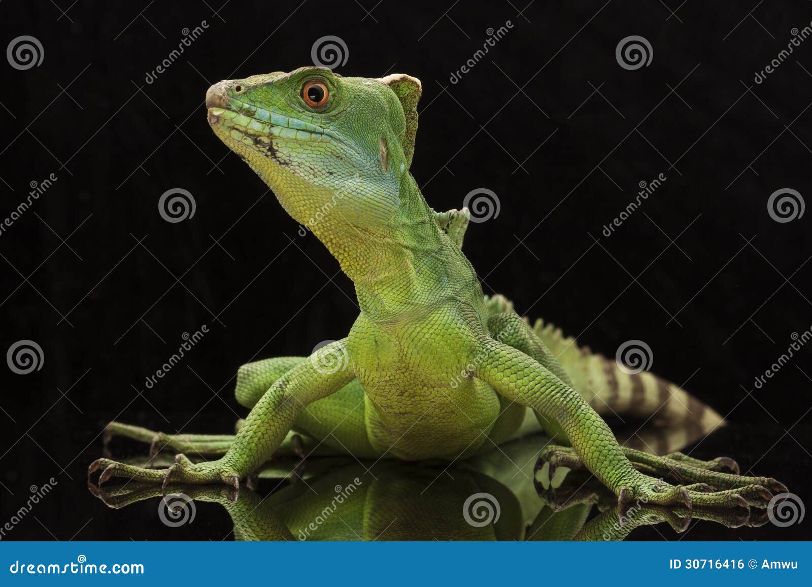 Groene basilisken stock foto. Image of roofdier, huisdier - 30716416