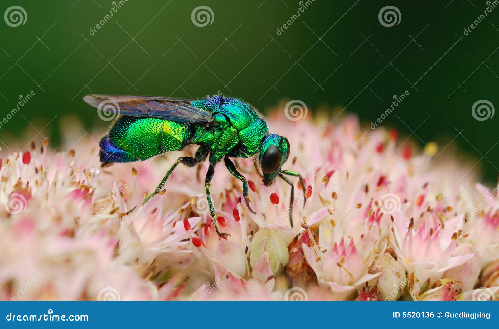 Groene bij stock foto. Image of kleur, samenstelling, insecten - 5520136