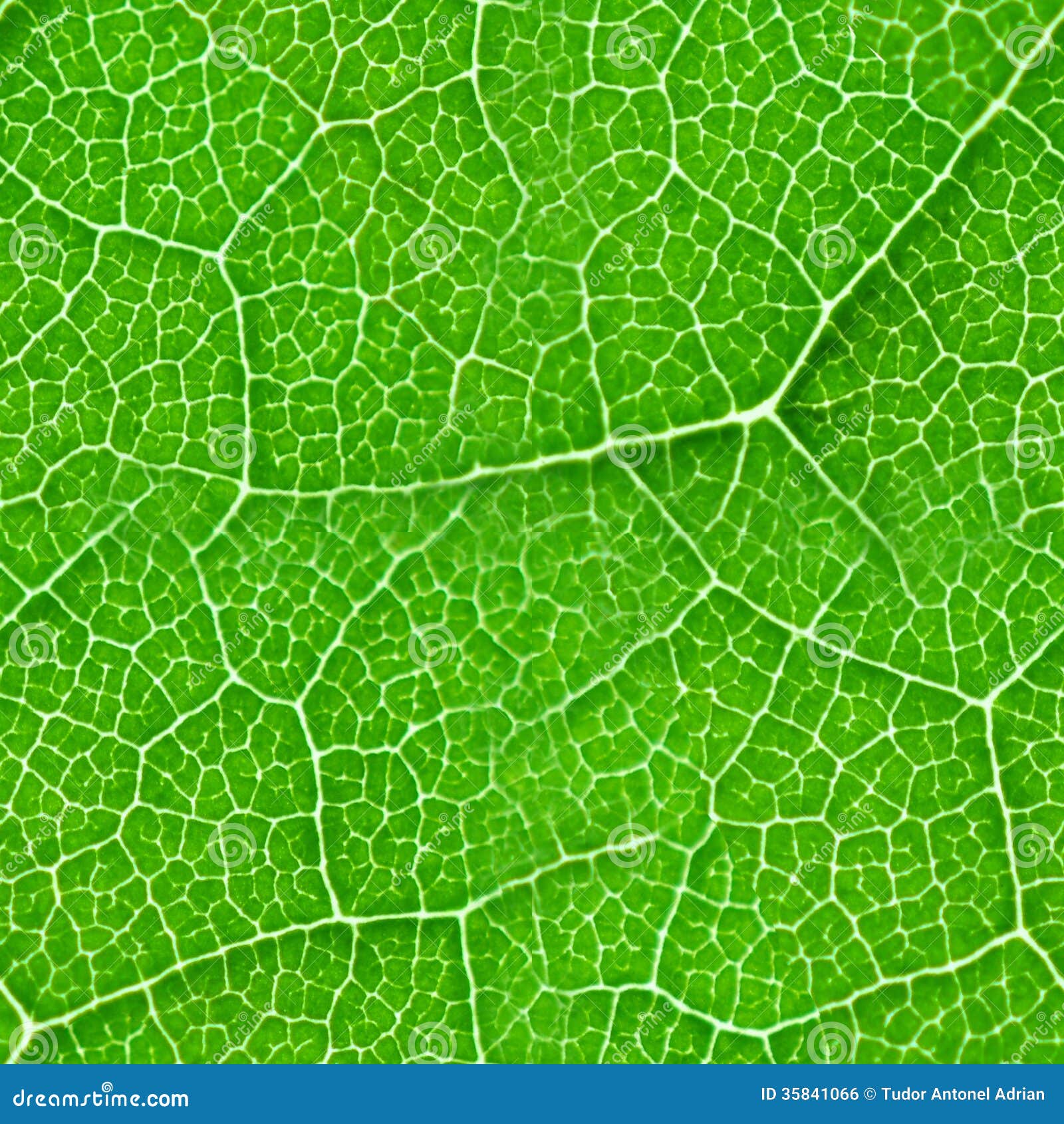 Groene Blad Naadloze Textuur Stock Foto - Image of textuur, organisch ...