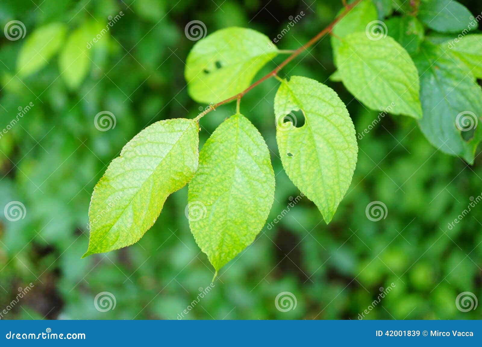 Groene Bladeren stock afbeelding. Image of bladeren, openlucht - 42001839