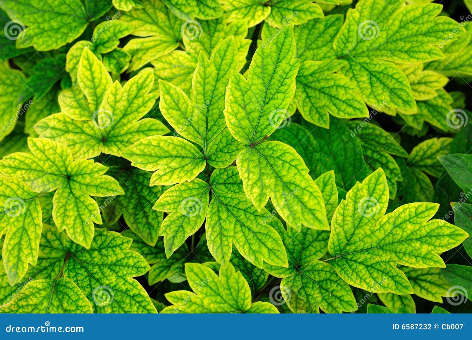Groene bladeren stock foto. Afbeelding bestaande uit kleurrijk - 6587232