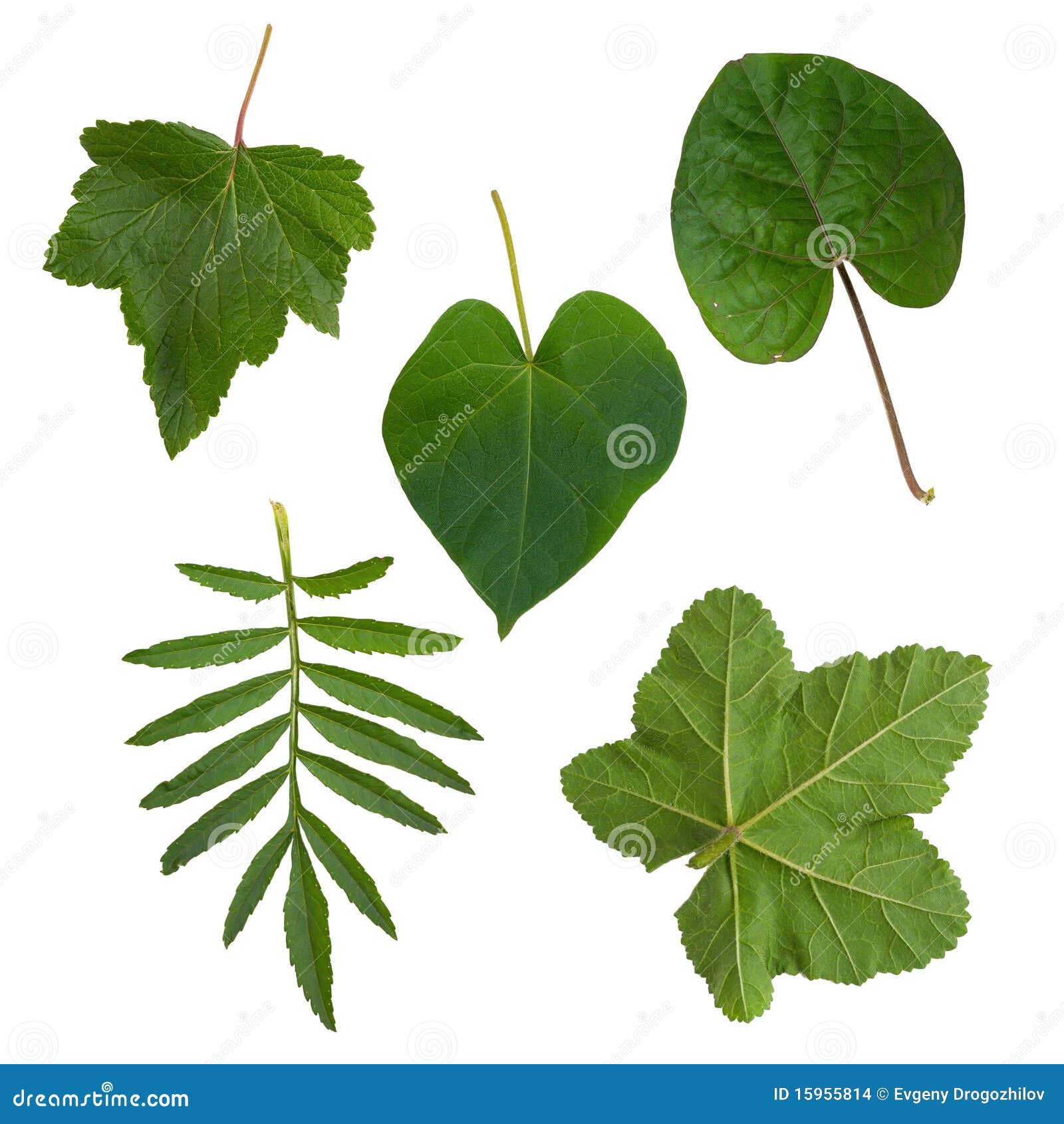 Soorten Bomen En Struiken Prachtlint