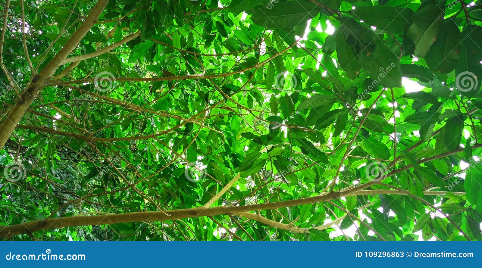 Groene bladeren van boom stock afbeelding. Image of vrede - 109296863