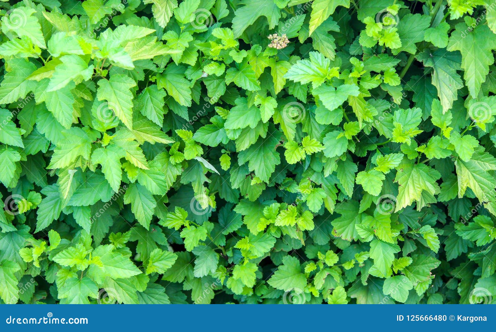 Groene bladeren van haag stock foto. Afbeelding bestaande uit tuin ...