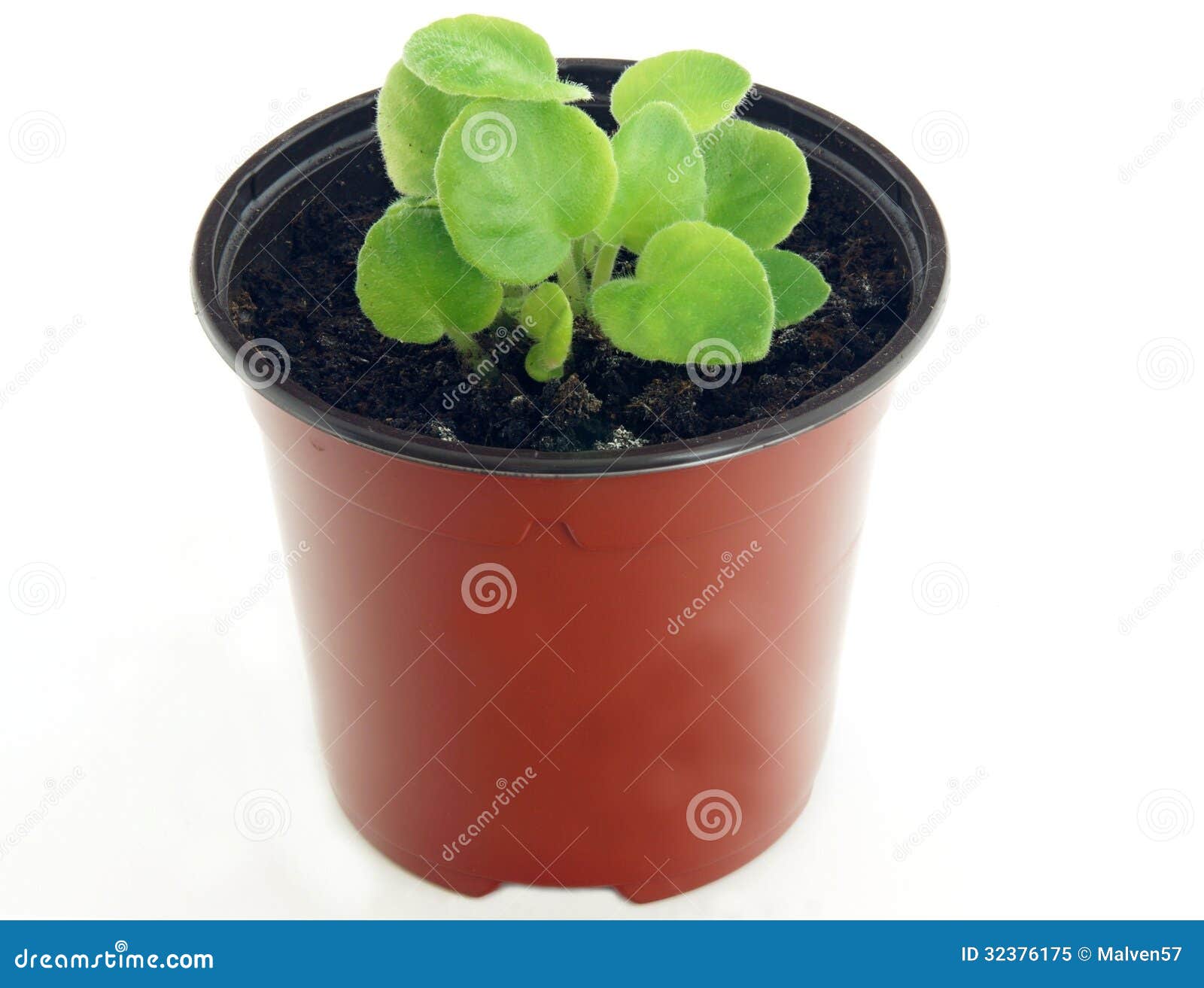 Groene Bladeren Van Spruiten Van Viooltjes Stock Afbeelding - Image of ...