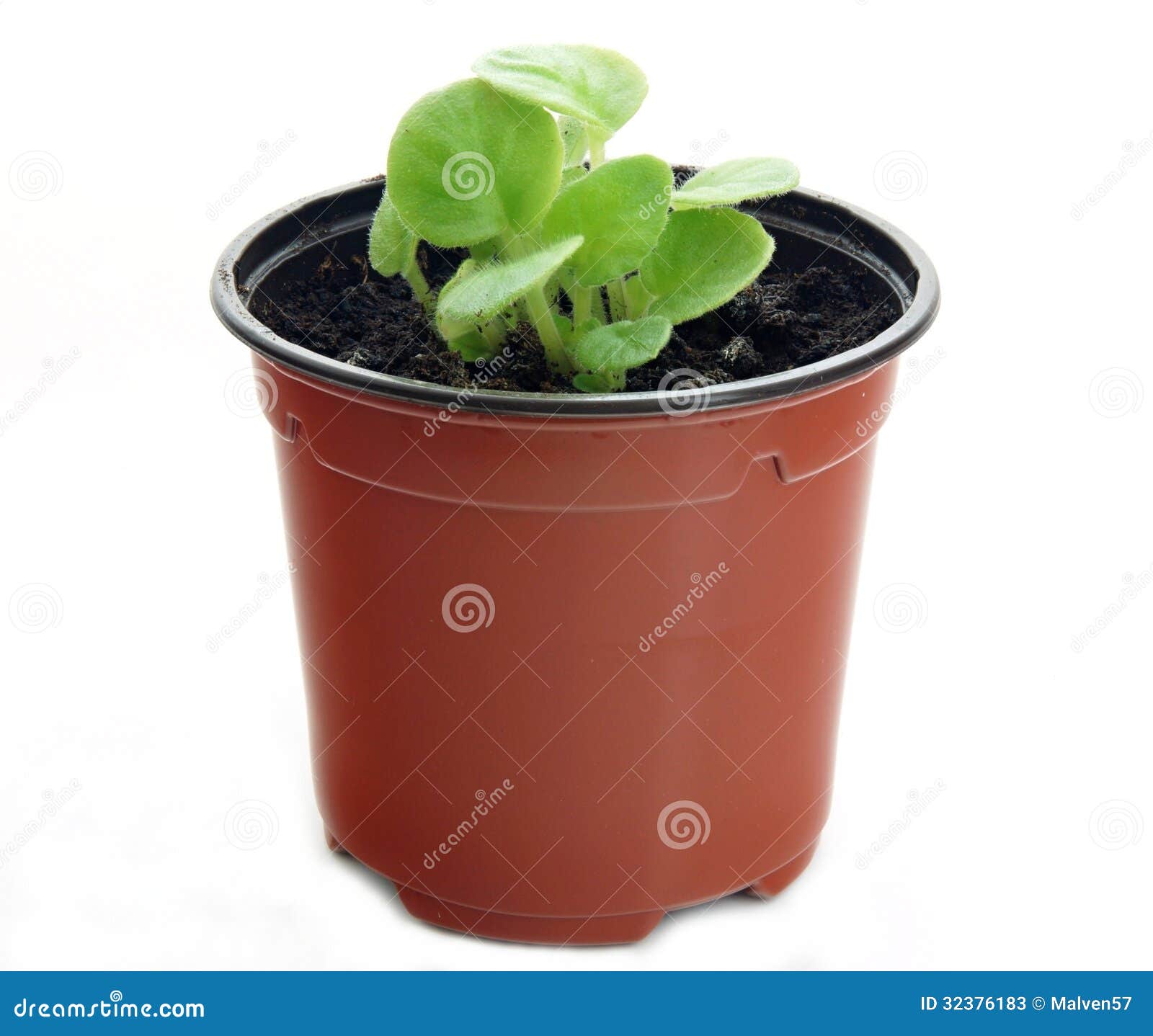 Groene Bladeren Van Spruiten Van Viooltjes Stock Afbeelding - Image of ...