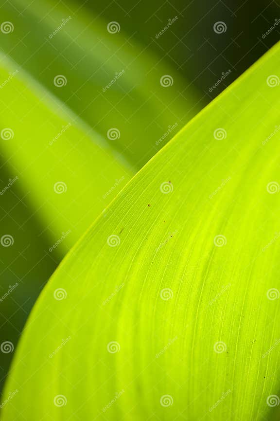 Groene Bladrand in Backlight Stock Foto - Image of licht, tuin: 31181982