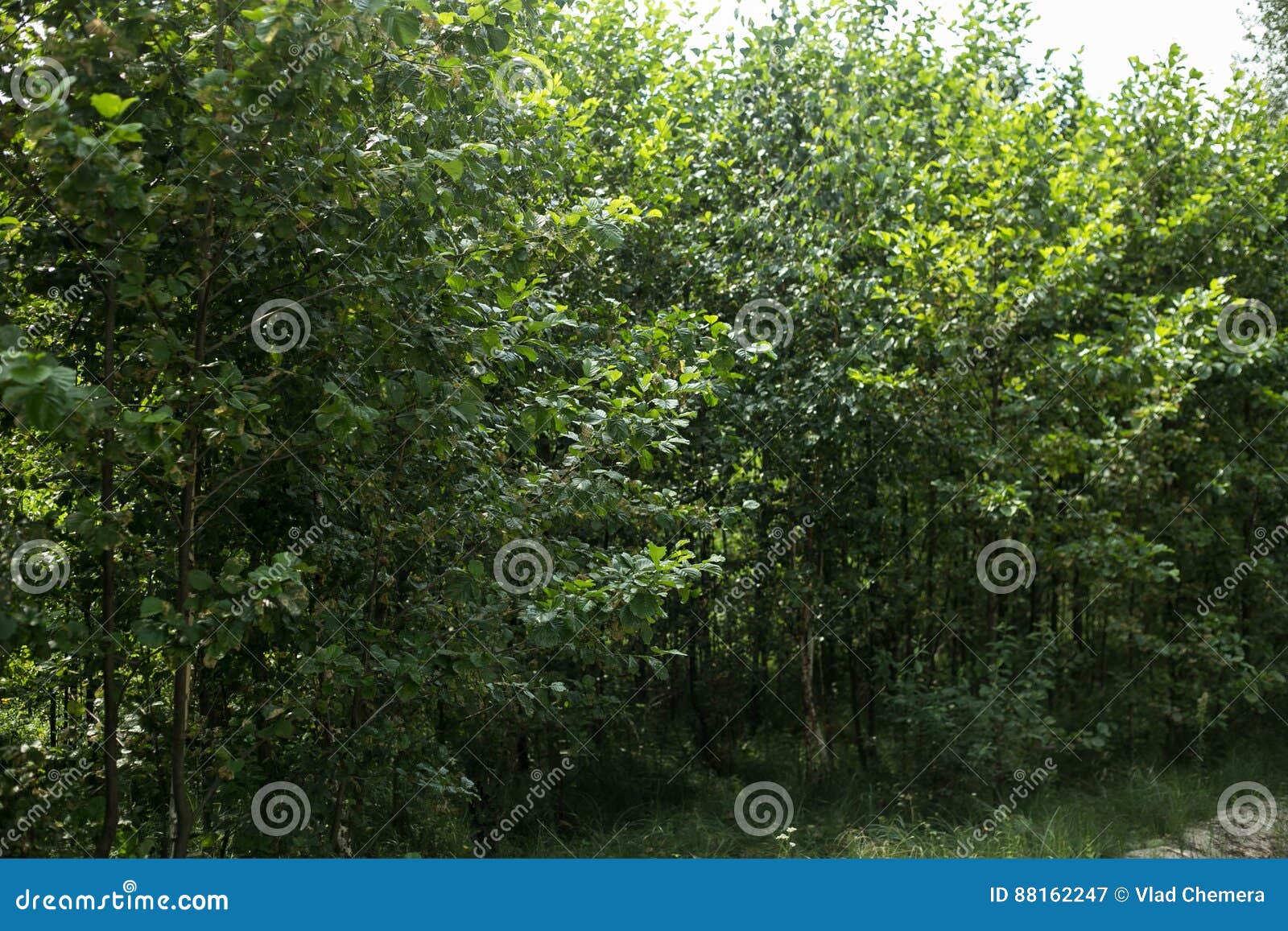 Groene Bomen stock afbeelding. Image of mooi, groen, onder - 88162247
