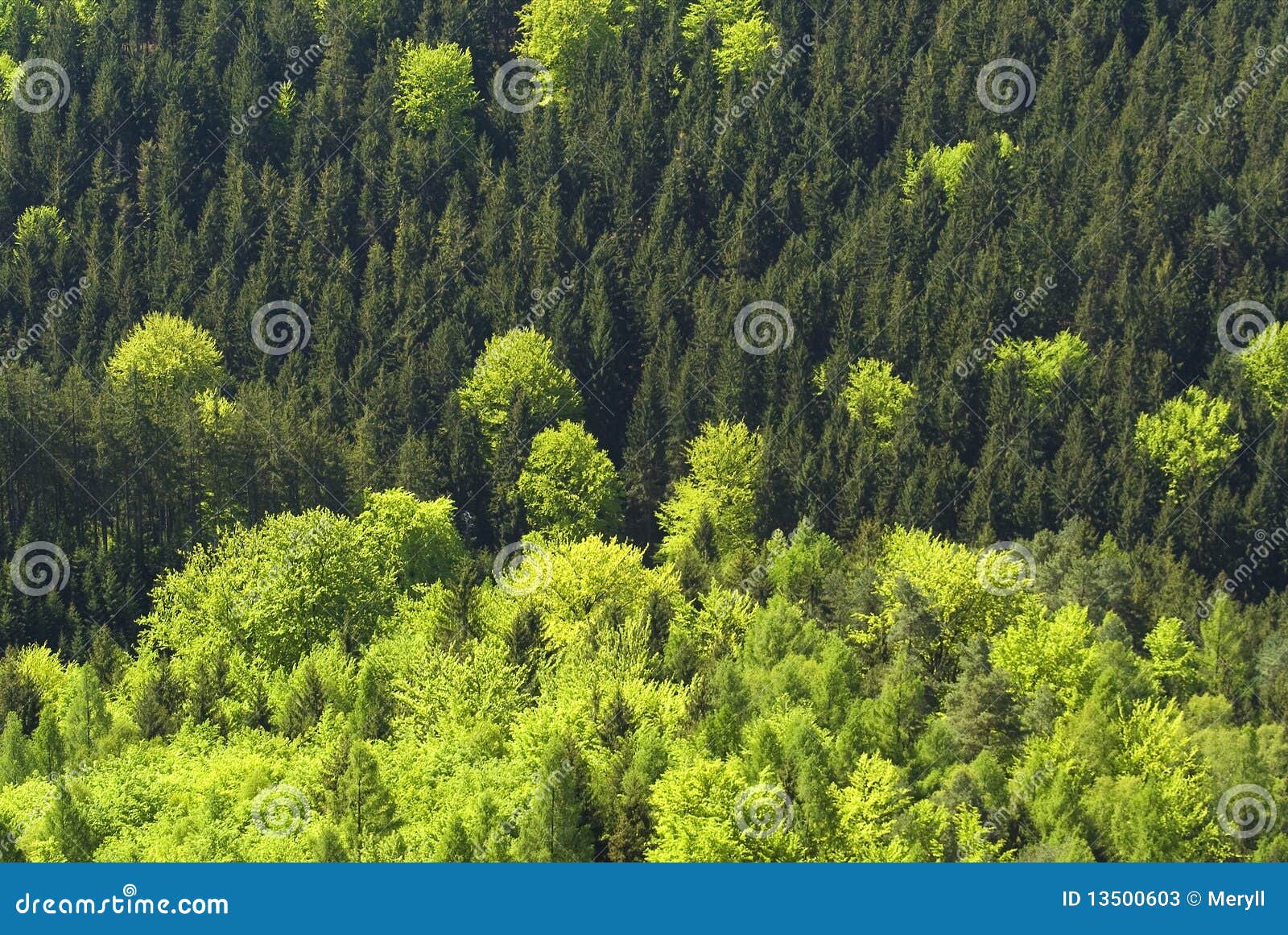 Groene Bomen Bosachtergrond Stock Afbeelding - Image of vers, naald ...