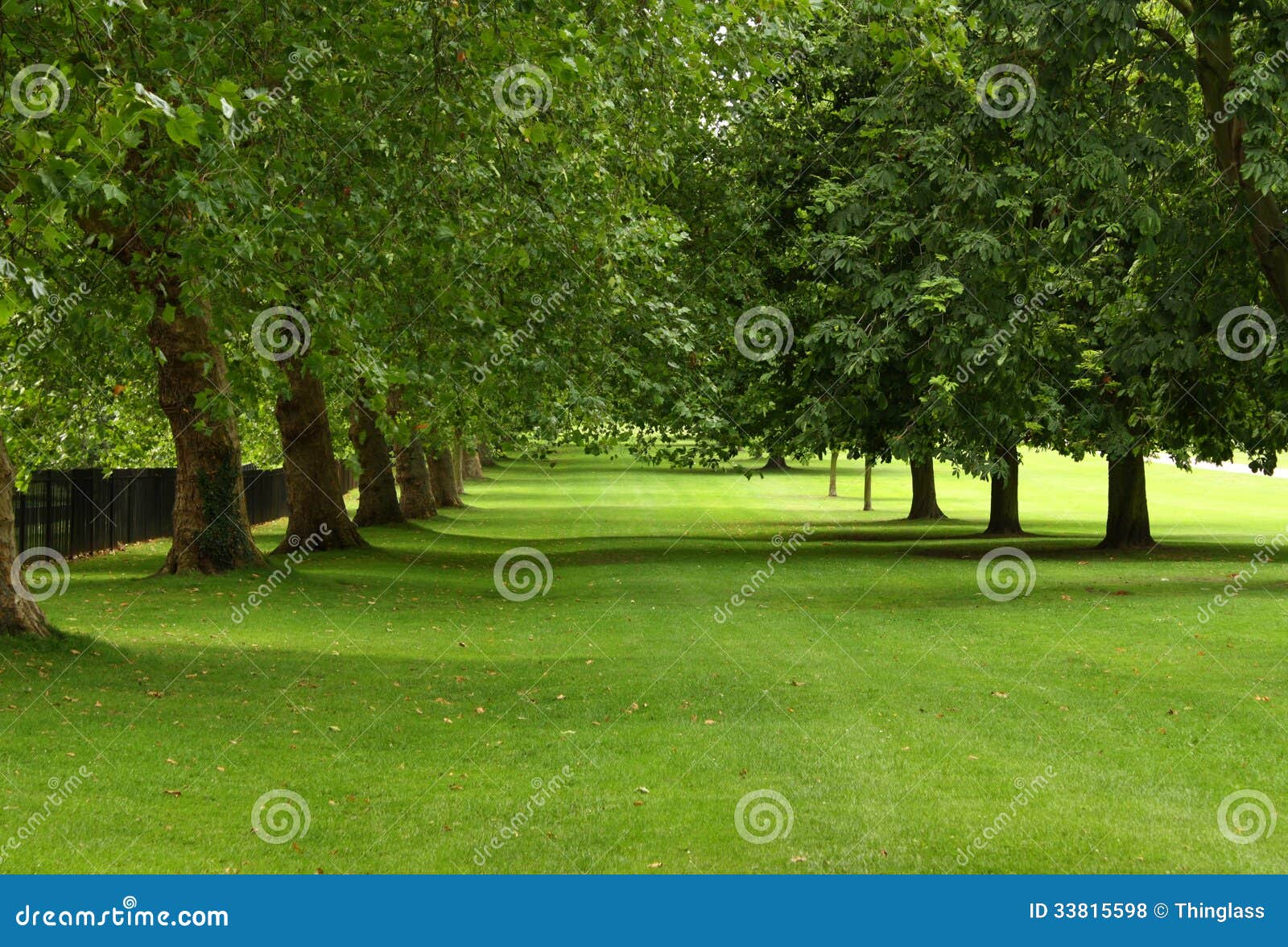 Groene Bomen in de Zomer stock foto. Image of plantkunde - 33815598
