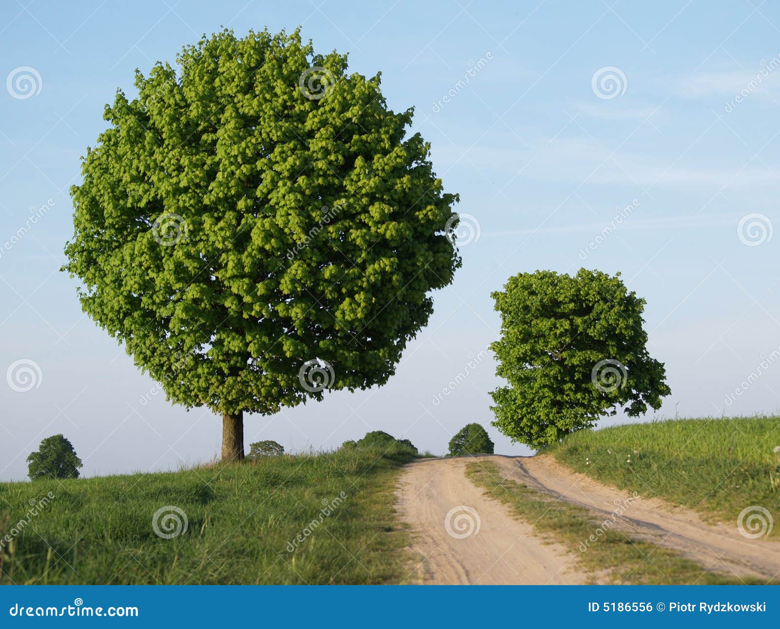 Groene Bomen en Landweg stock foto. Image of boom, weiland - 5186556