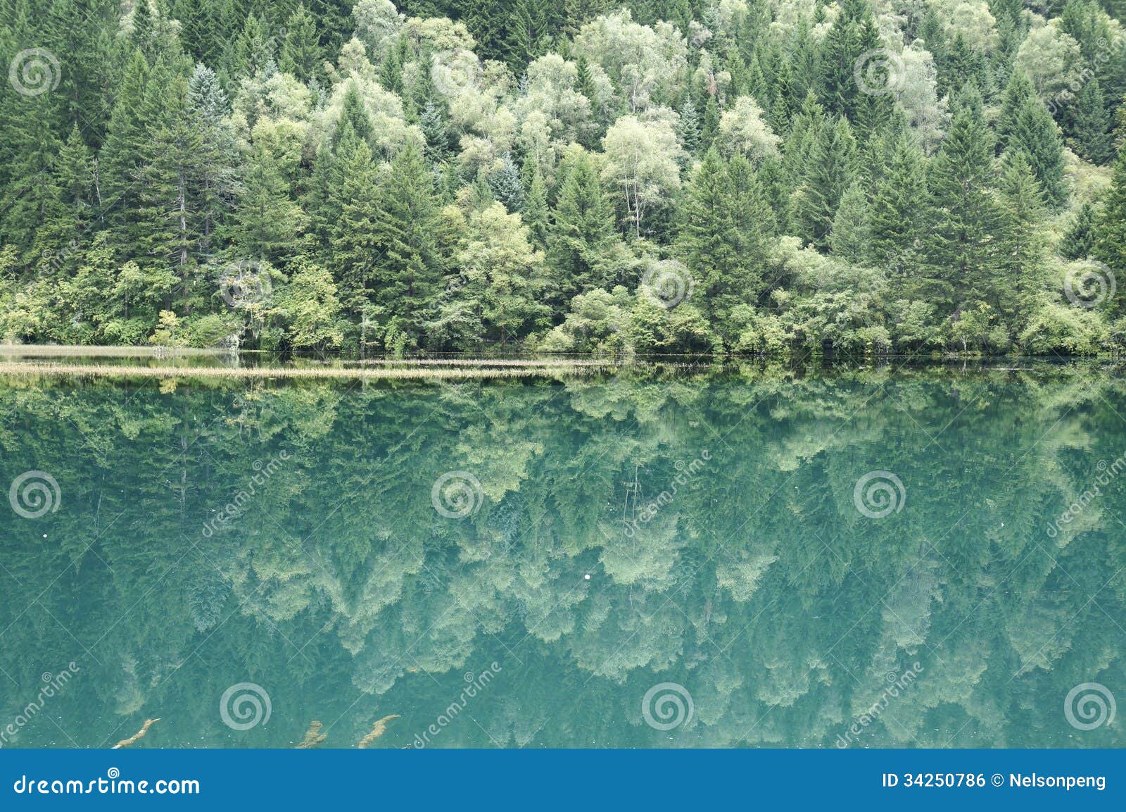 Groene Bomen En Omgekeerd Beeld in Water Stock Foto - Image of ...