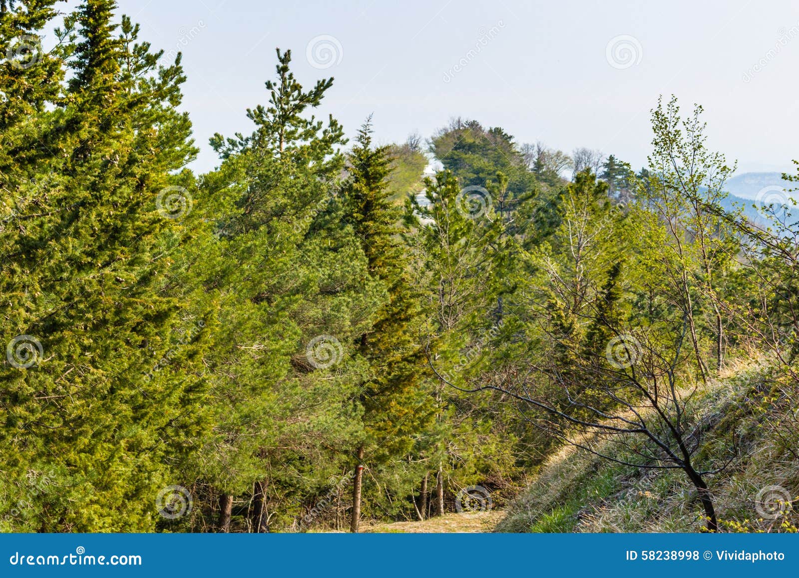 Groene Bomen in Het Italiaanse Platteland Stock Foto - Image of ...