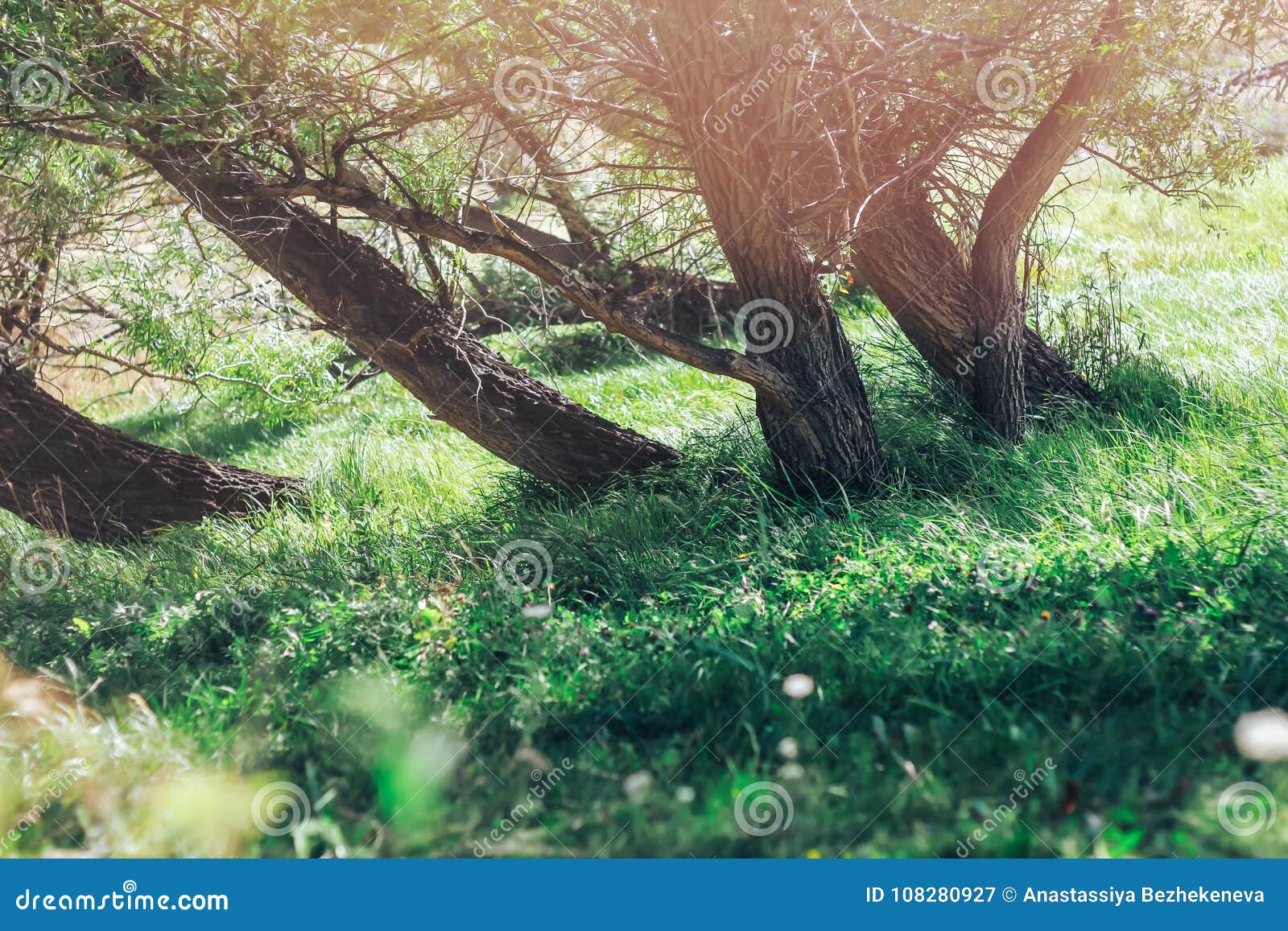 Groene Bomen Met Zonlicht En Groen Gras Stock Afbeelding - Image of ...