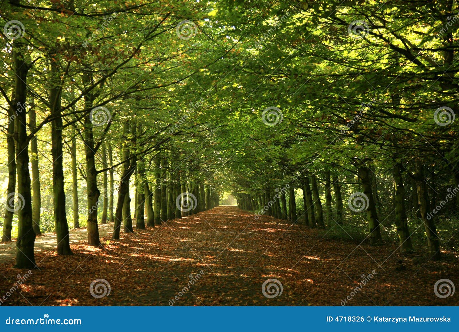 Groene bomen in rij stock foto. Image of steeg, tuinbouw - 4718326