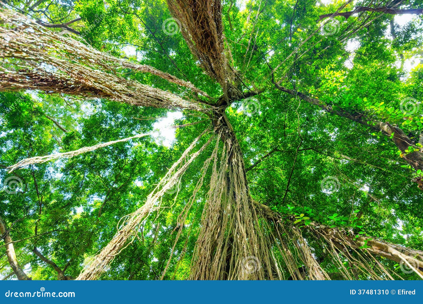 Groene Bomen in Tropisch Regenwoud Stock Foto - Image of milieu, groei ...